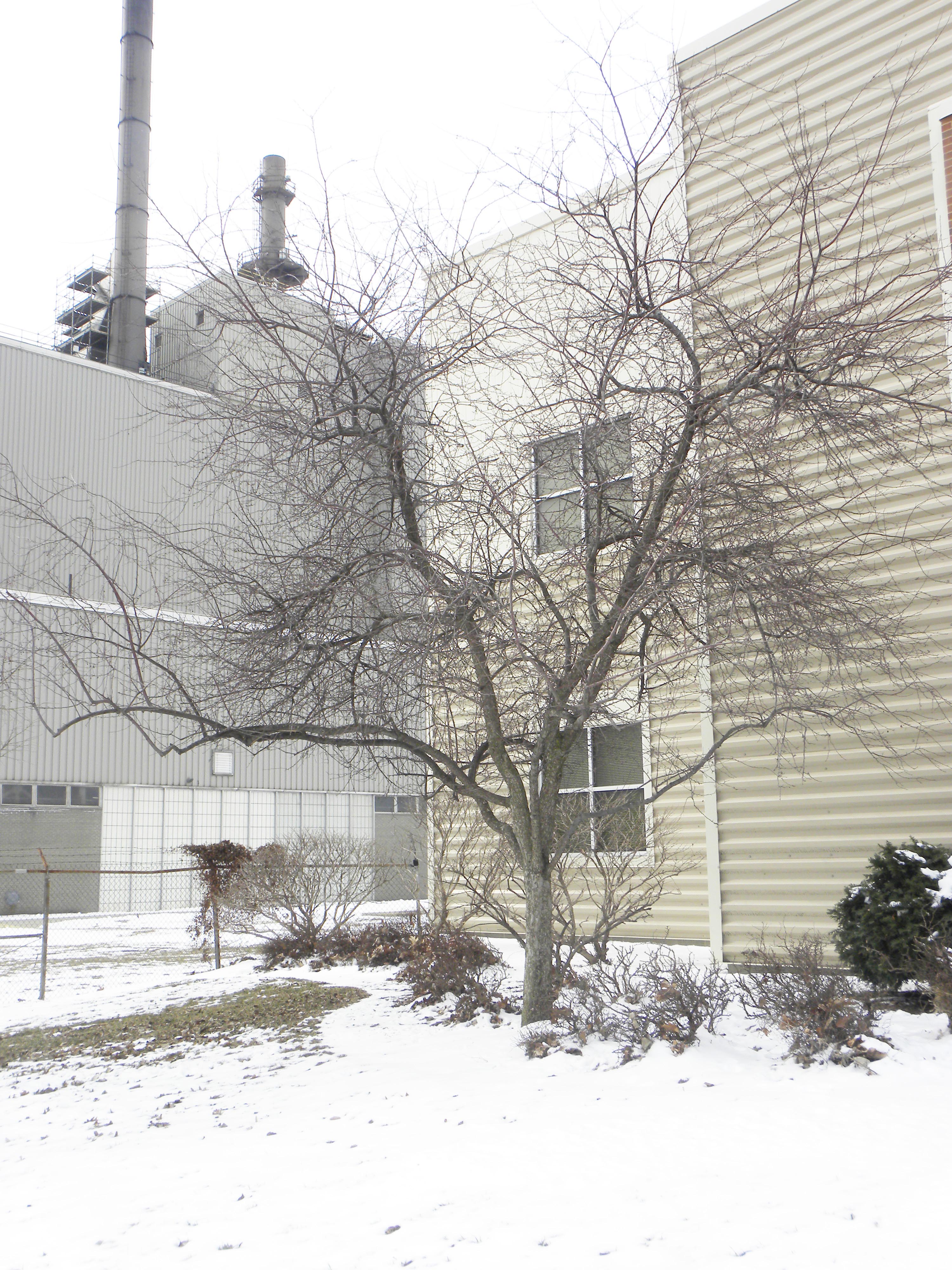 Malus × ‘Prairifire’ – Purdue Arboretum Explorer