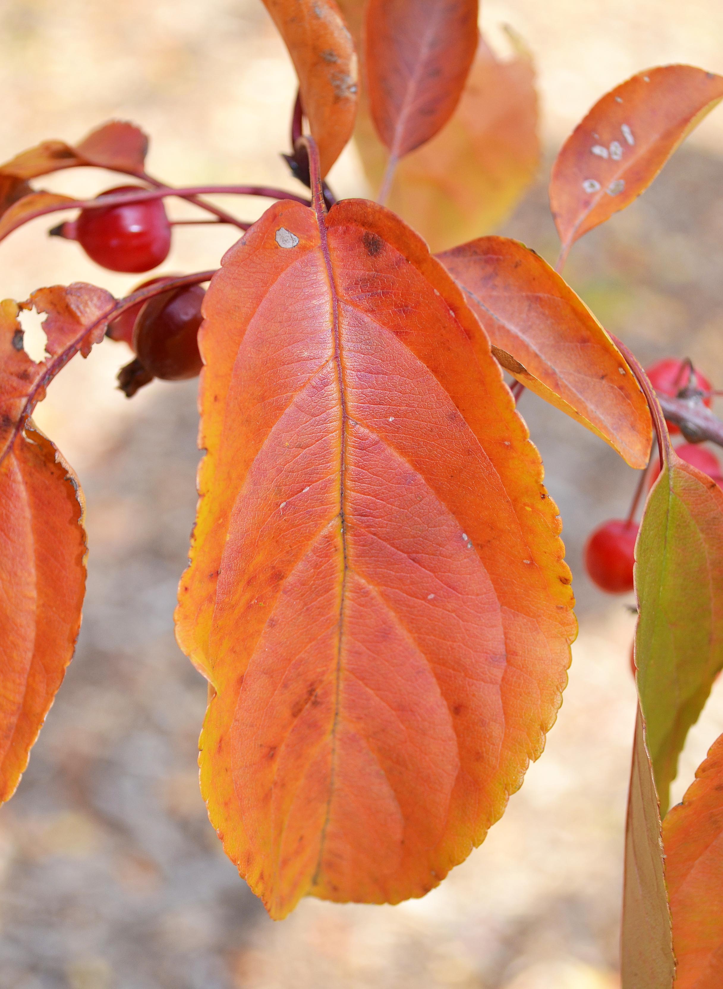 Malus × – Purdue Arboretum Explorer