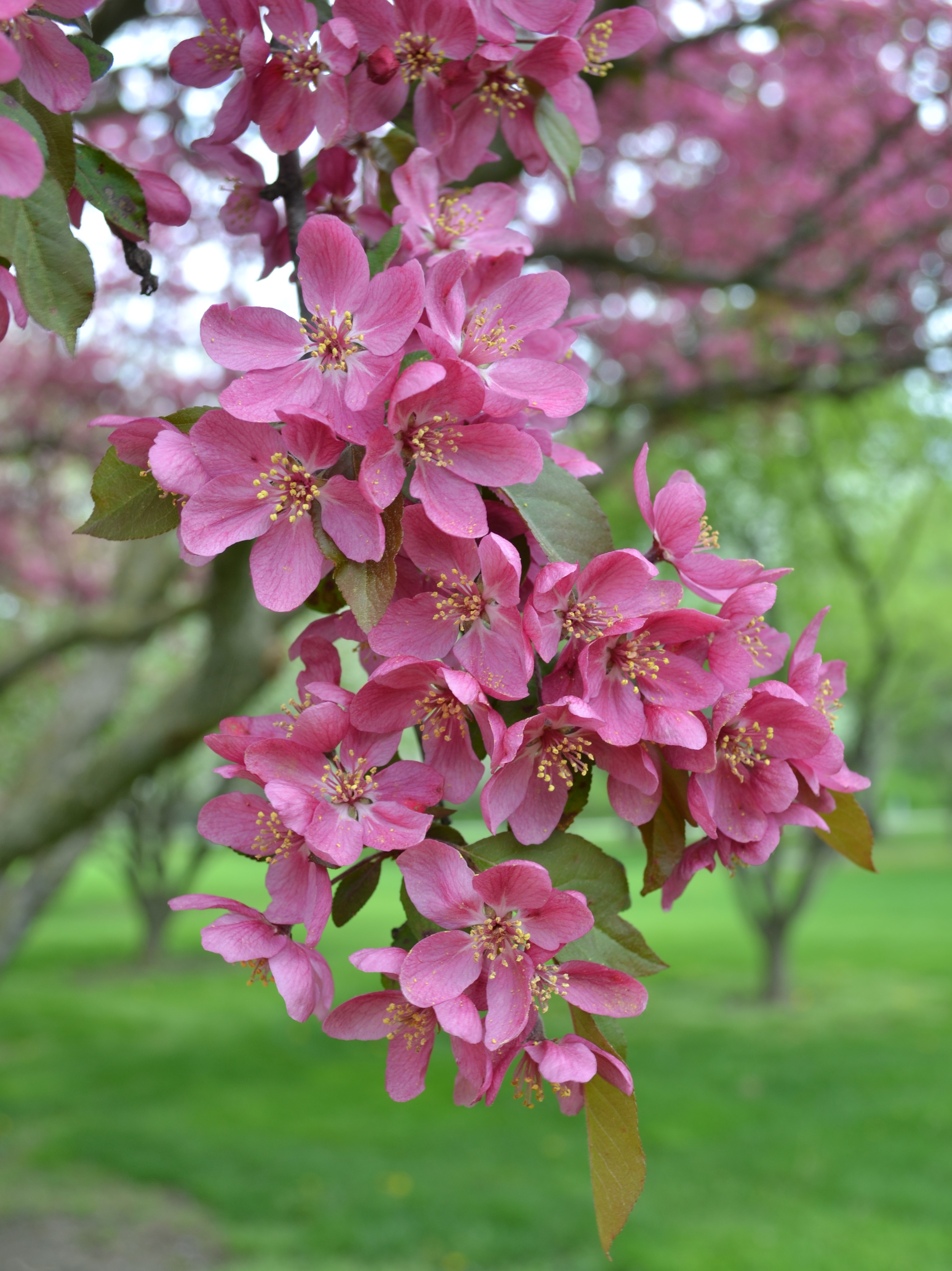 Malus × – Purdue Arboretum Explorer