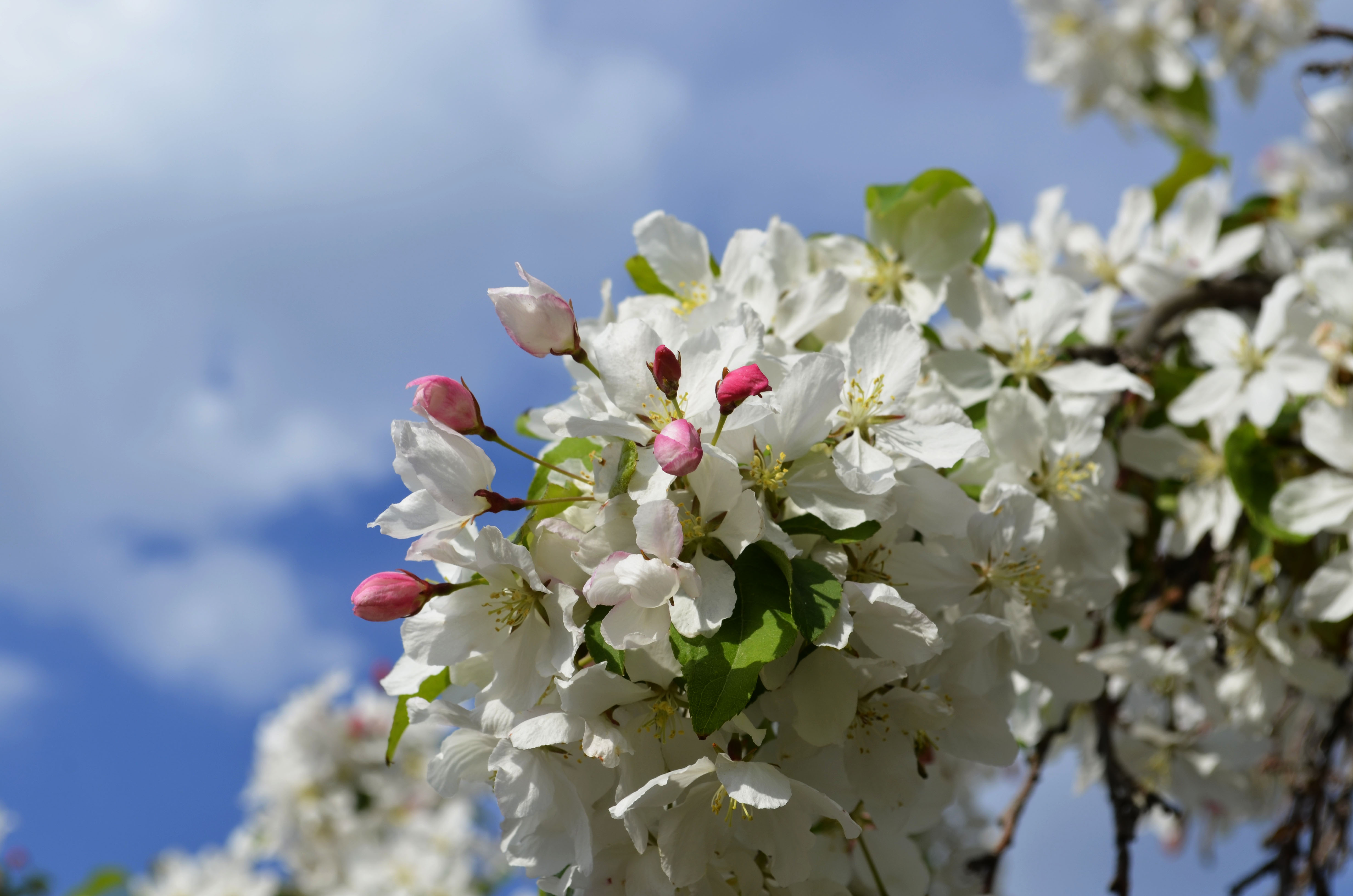 Malus × – Purdue Arboretum Explorer
