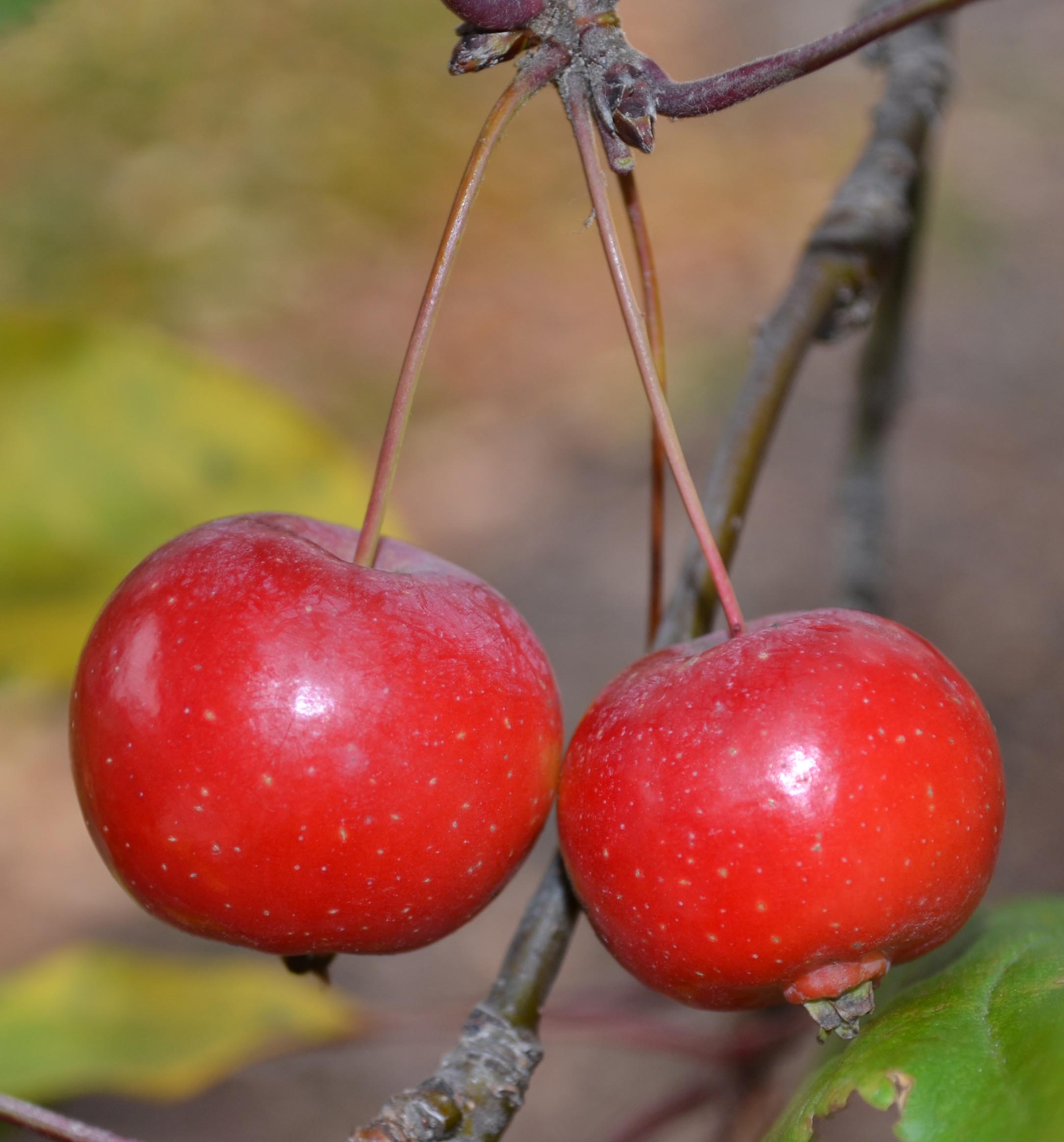 Malus × – Purdue Arboretum Explorer