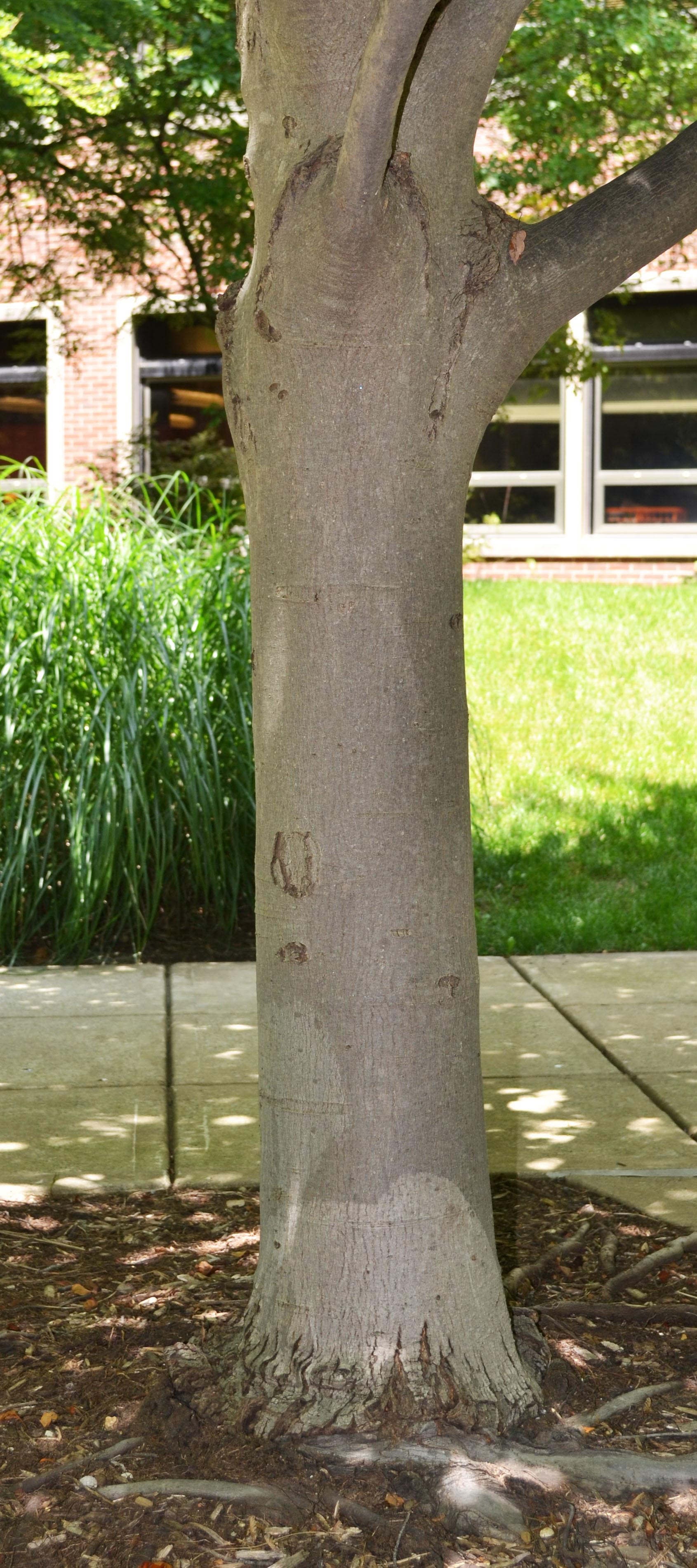Acer rubrum ‘Franksred’ [sold as Red Sunset®] – Purdue Arboretum Explorer