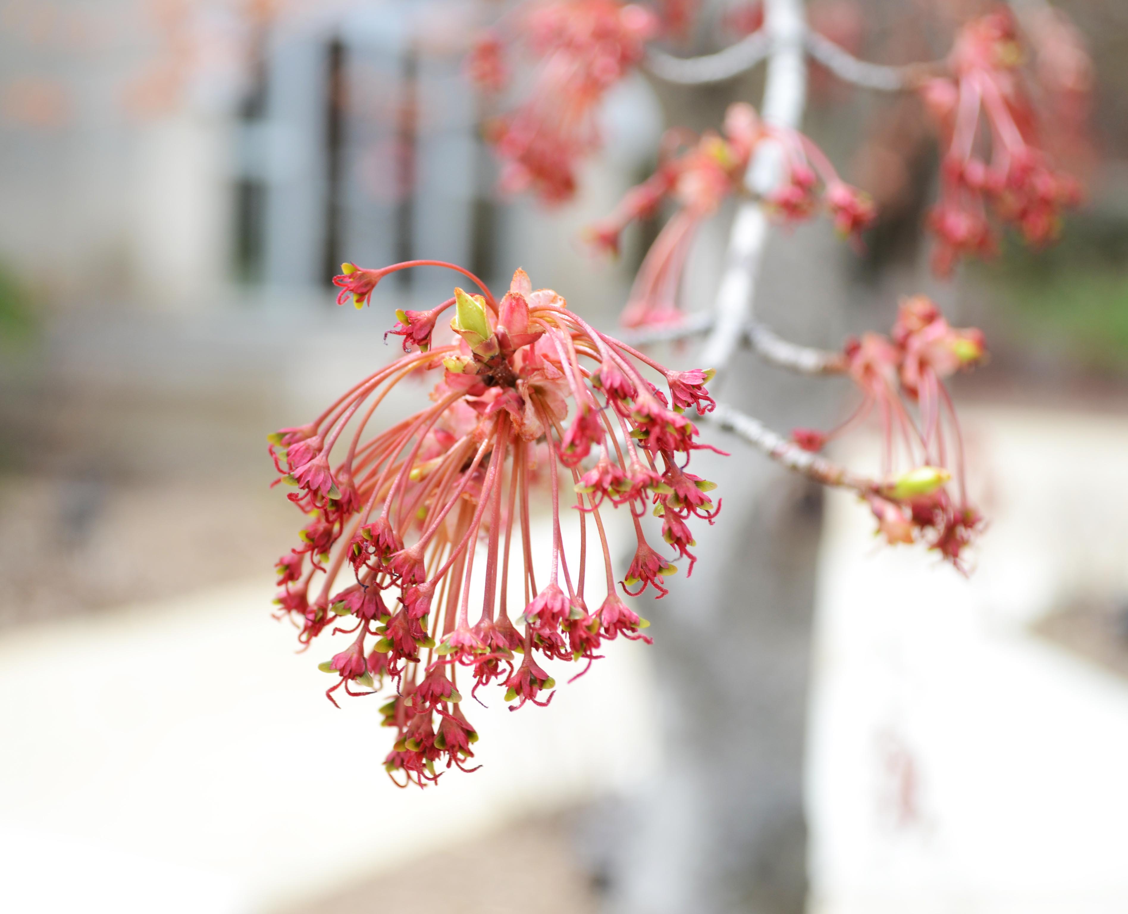Acer rubrum ‘Franksred’ [sold as Red Sunset®] – Purdue Arboretum Explorer