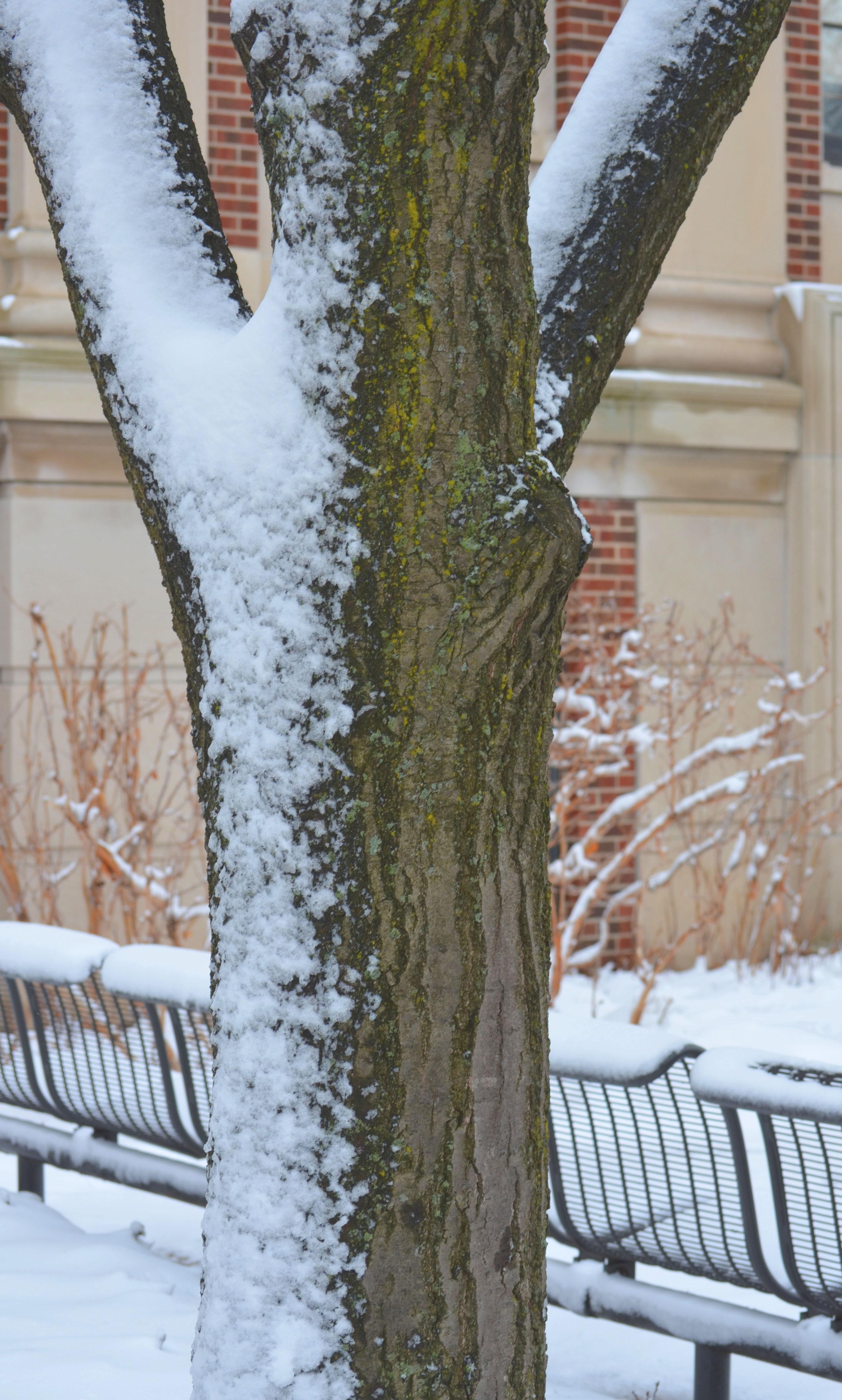 Acer rubrum ‘Franksred’ [sold as Red Sunset®] – Purdue Arboretum Explorer