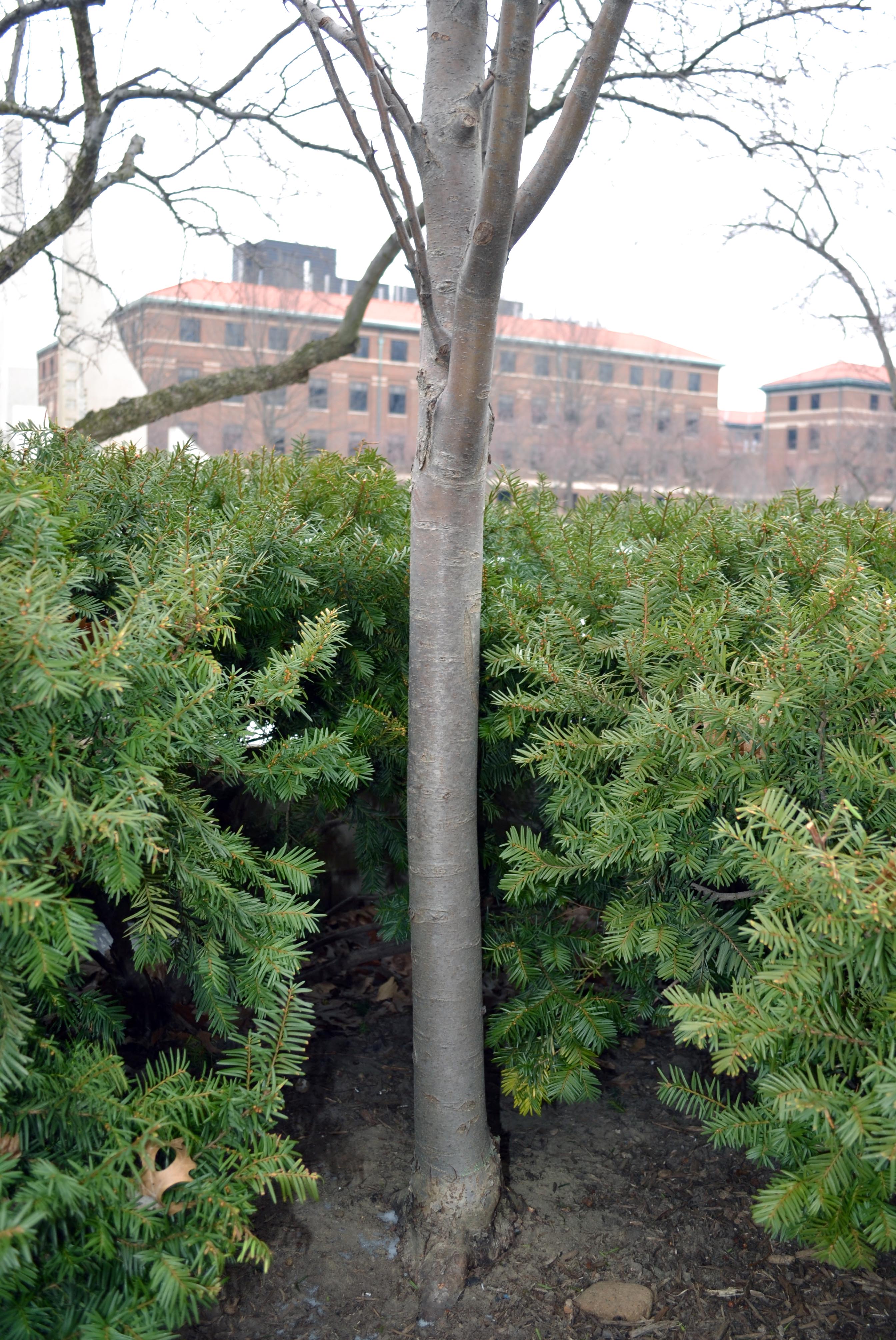 Malus × ‘Adirondack’ – Purdue Arboretum Explorer