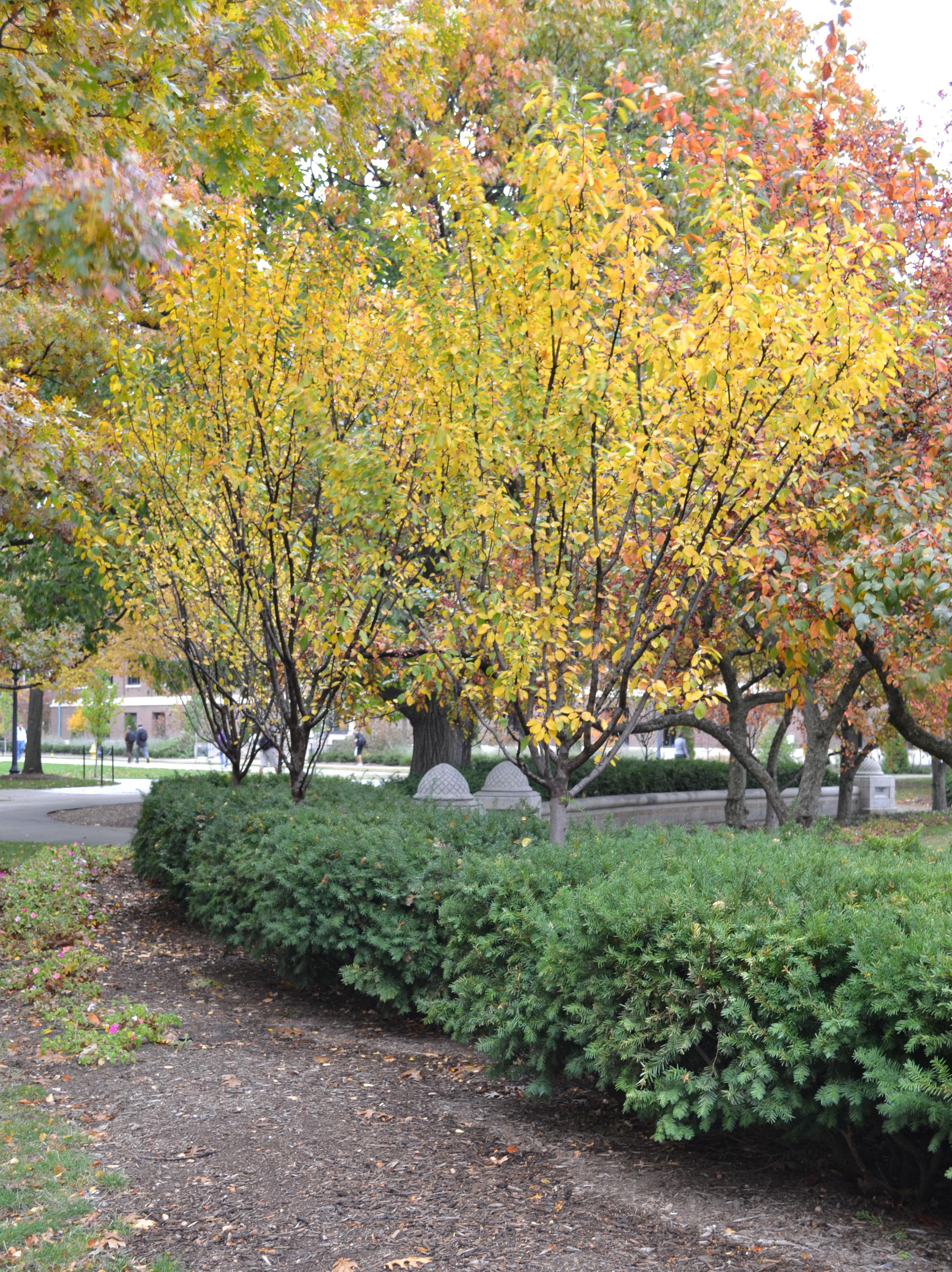 Malus × ‘Adirondack’ – Purdue Arboretum Explorer