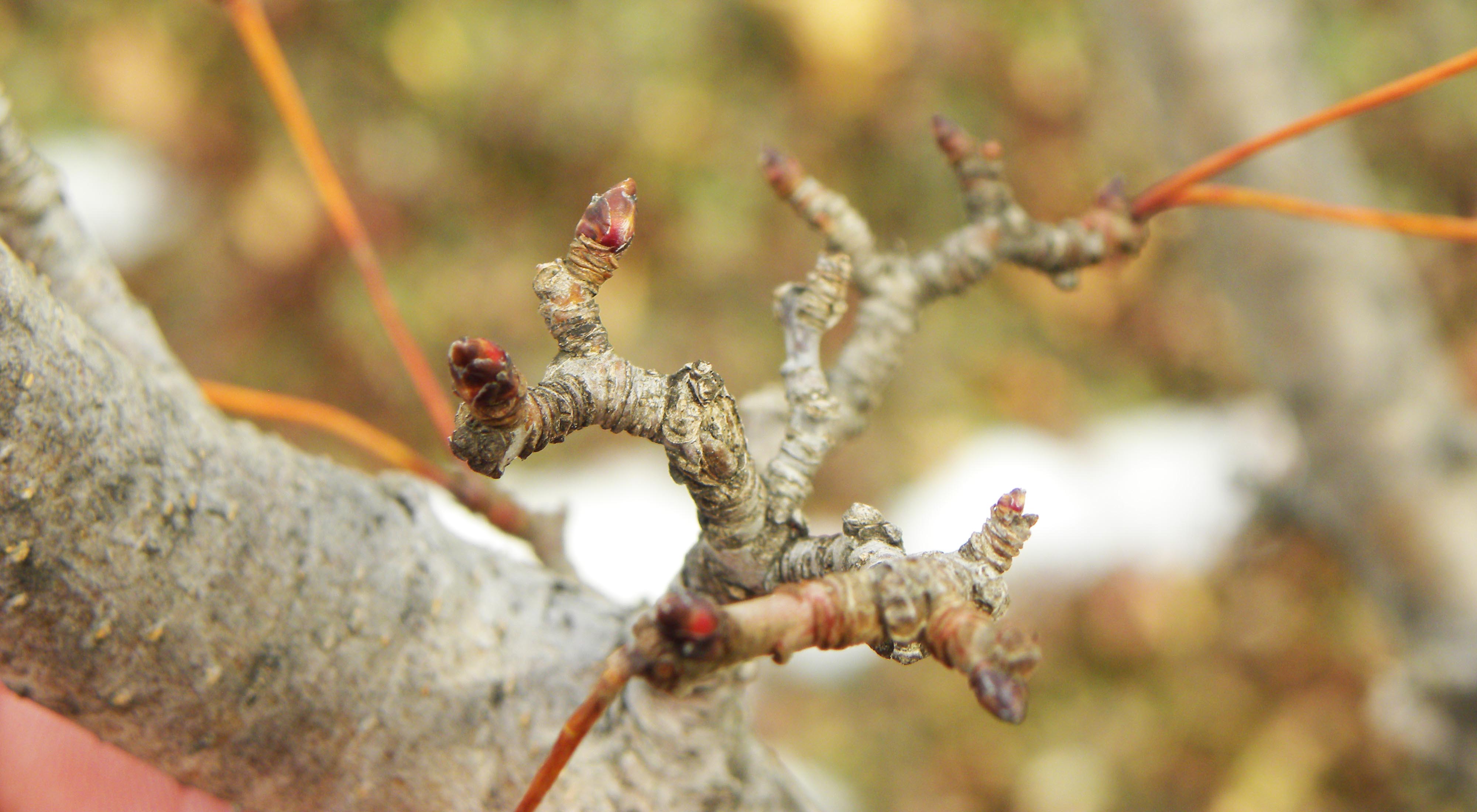 Malus × ‘Adirondack’ – Purdue Arboretum Explorer