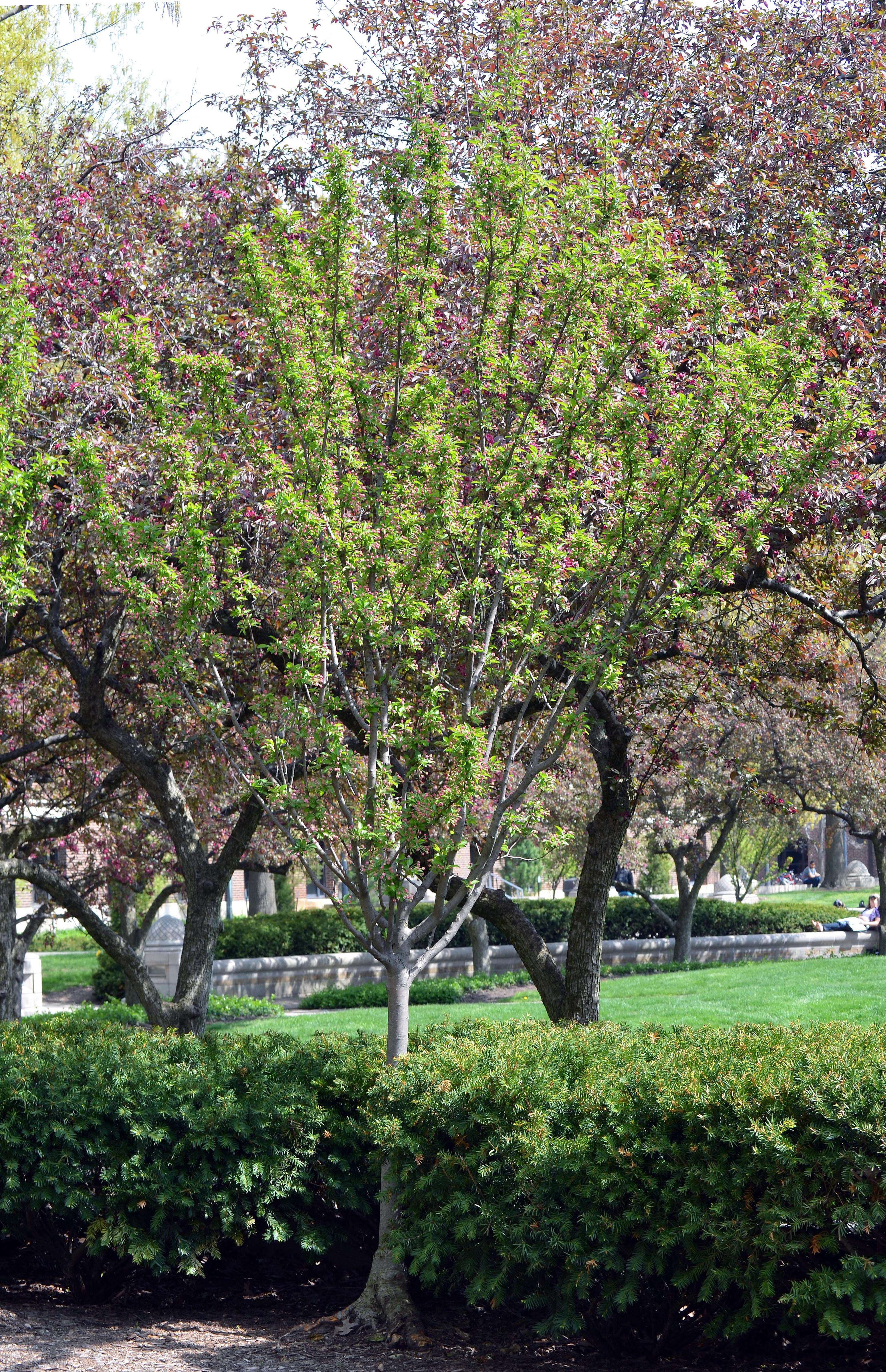 Prunus sargentii ‘Columnaris’ – Purdue Arboretum Explorer