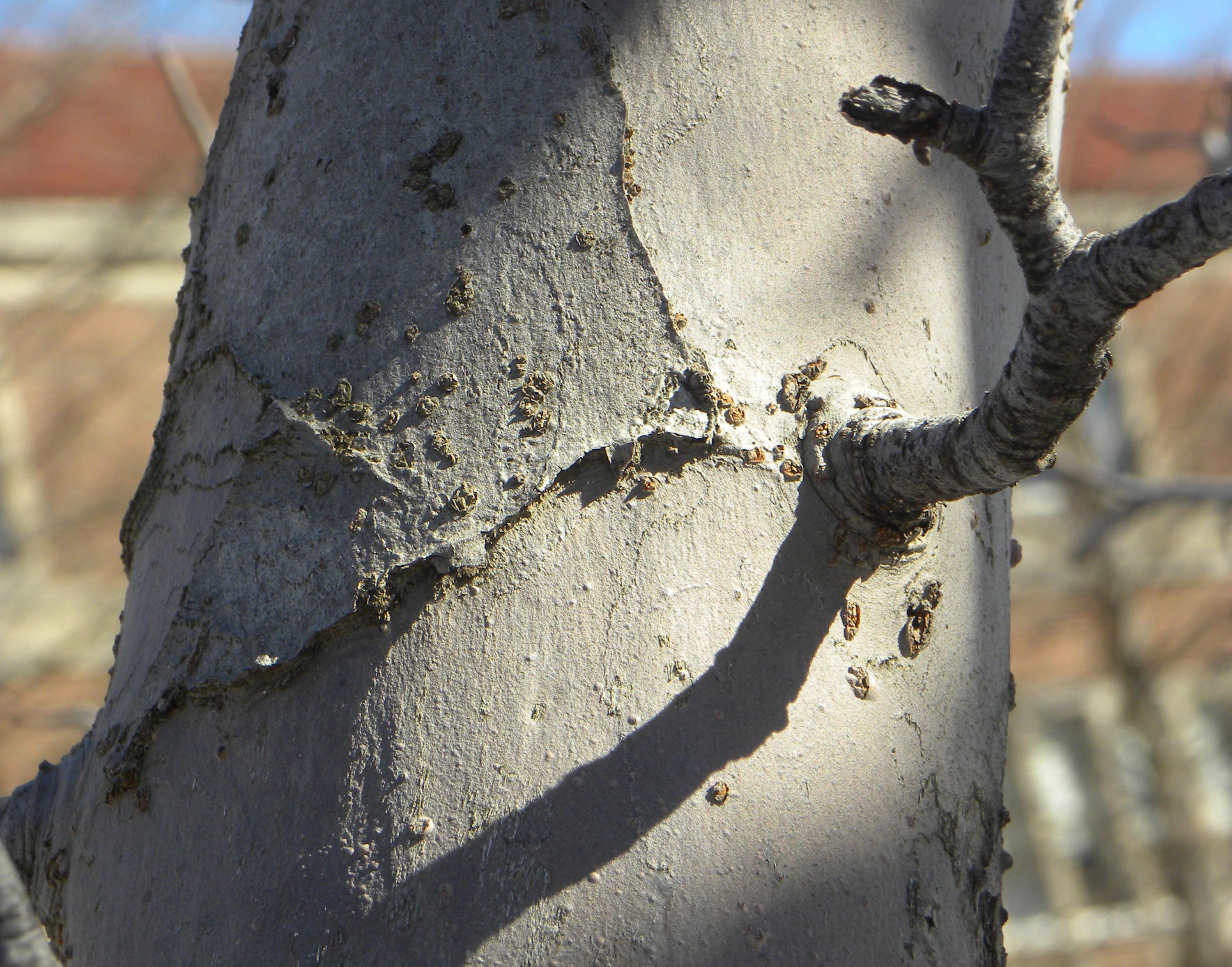 Malus × ‘Branzam’ [sold as Brandywine®] – Purdue Arboretum Explorer