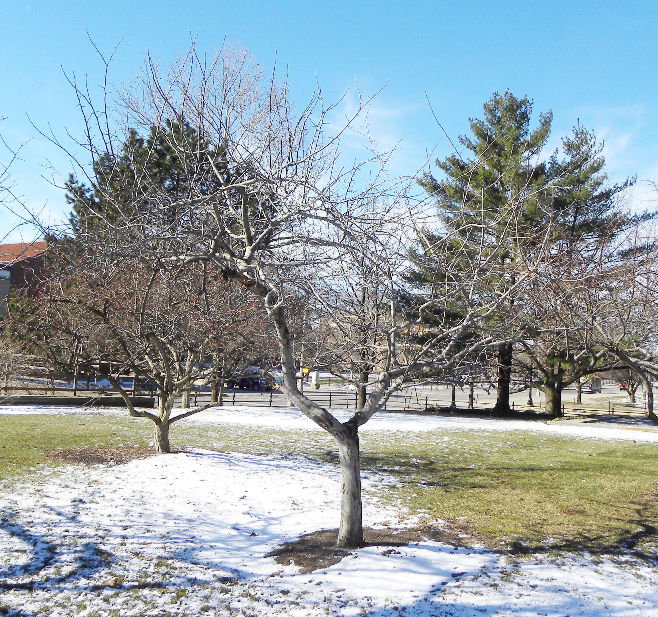 Malus × ‘Branzam’ [sold as Brandywine®] – Purdue Arboretum Explorer