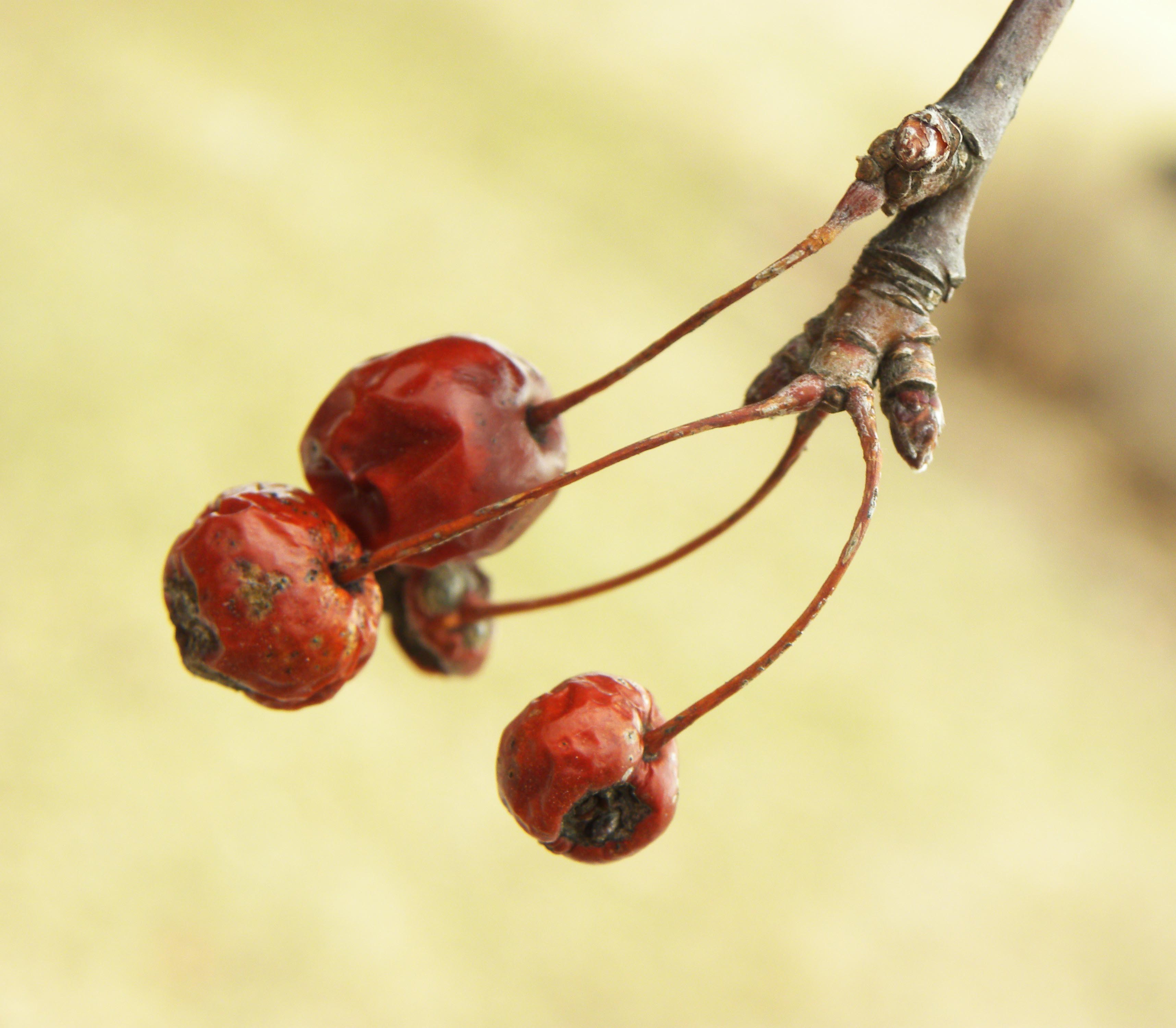 Malus × ‘Weepcanzam’ [sold as Weeping Candied Apple®] – Purdue ...