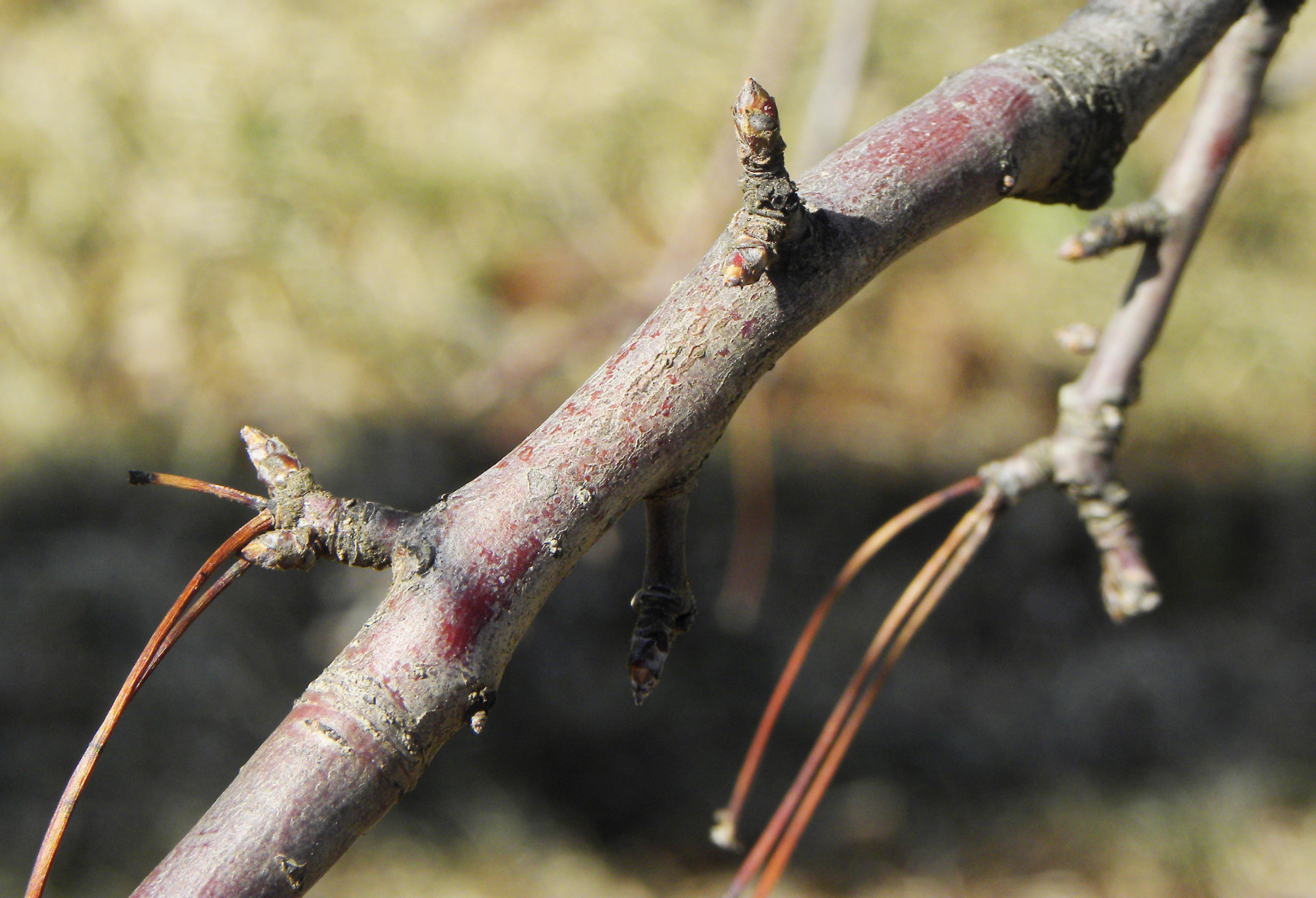 Malus sargentii ‘Candymint Sargent’ – Purdue Arboretum Explorer