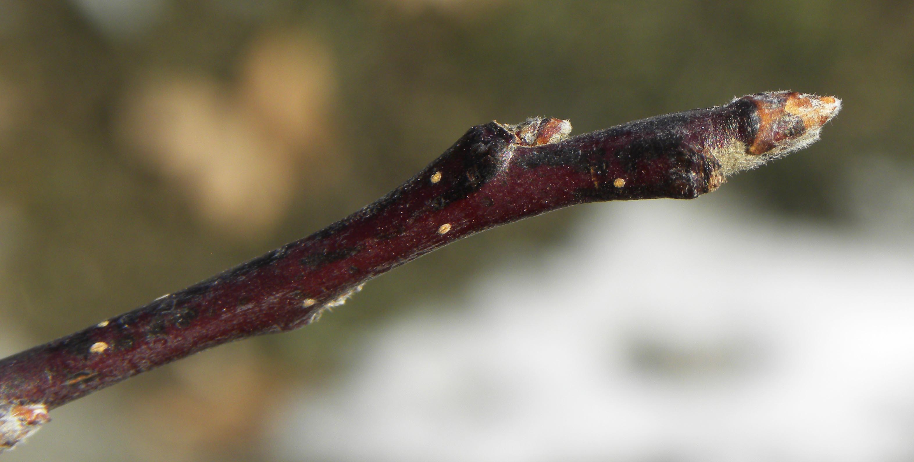 Malus sargentii ‘Candymint Sargent’ – Purdue Arboretum Explorer
