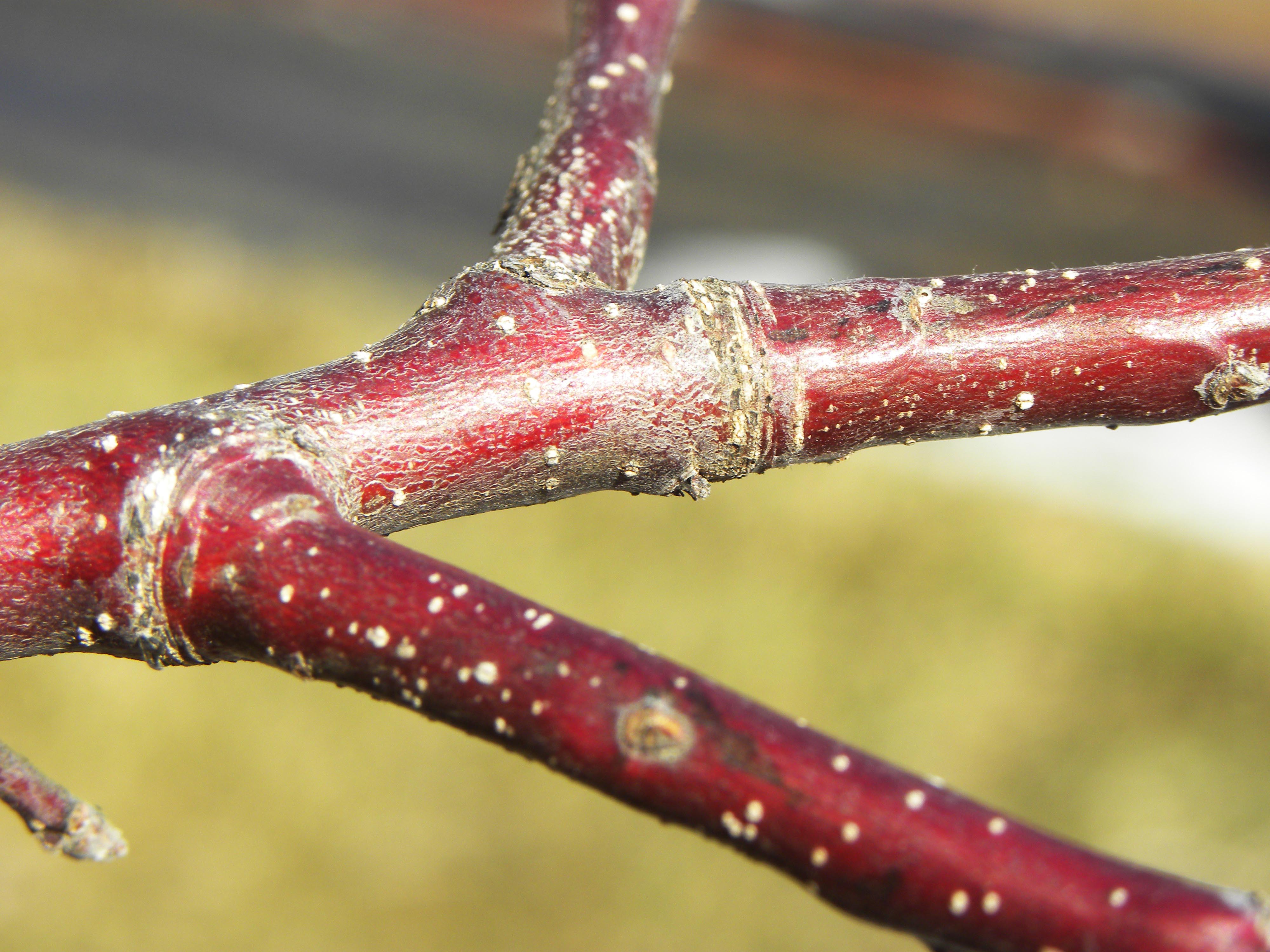 Malus sargentii ‘Candymint Sargent’ – Purdue Arboretum Explorer