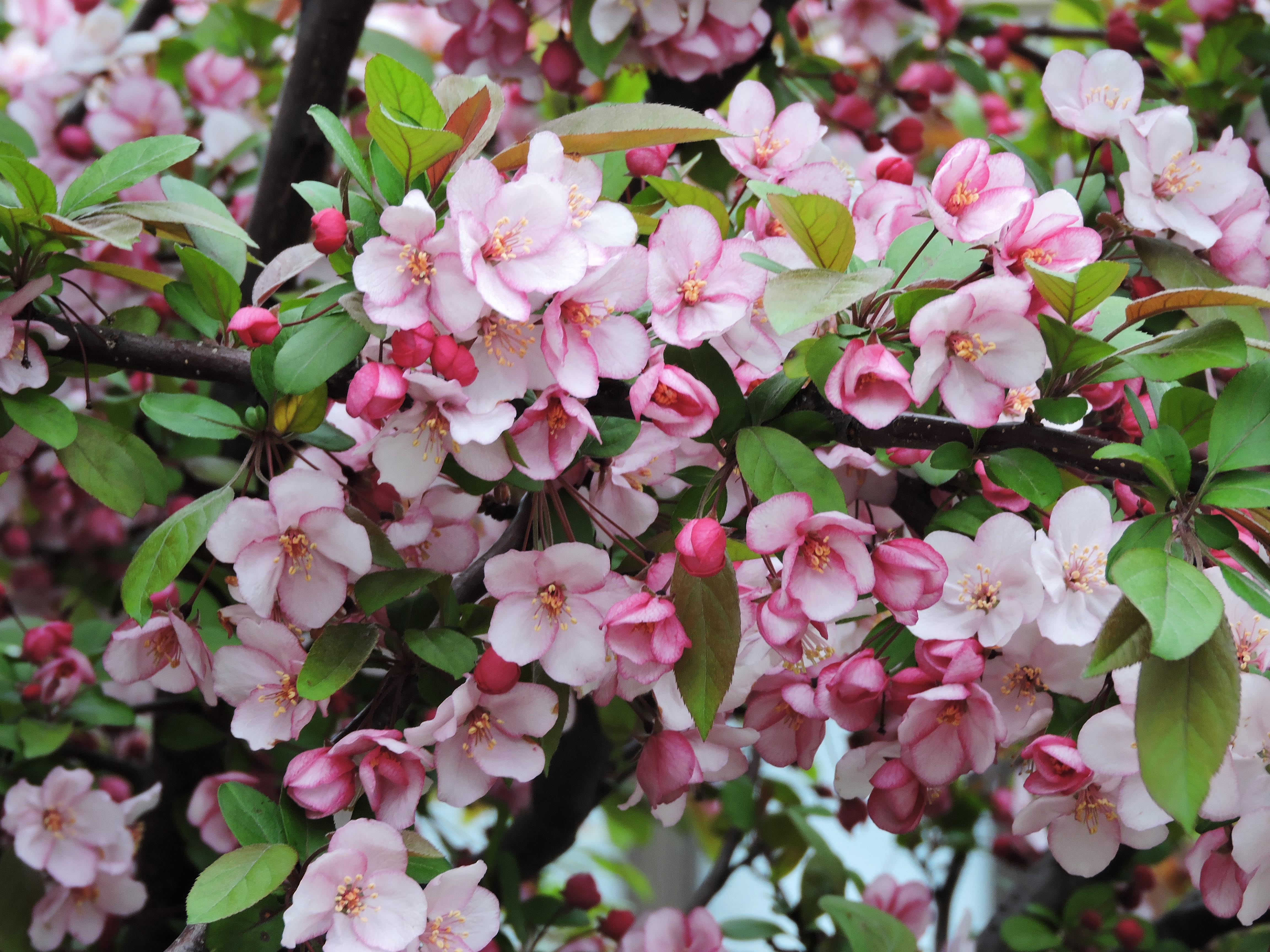 Malus sargentii ‘Candymint Sargent’ – Purdue Arboretum Explorer