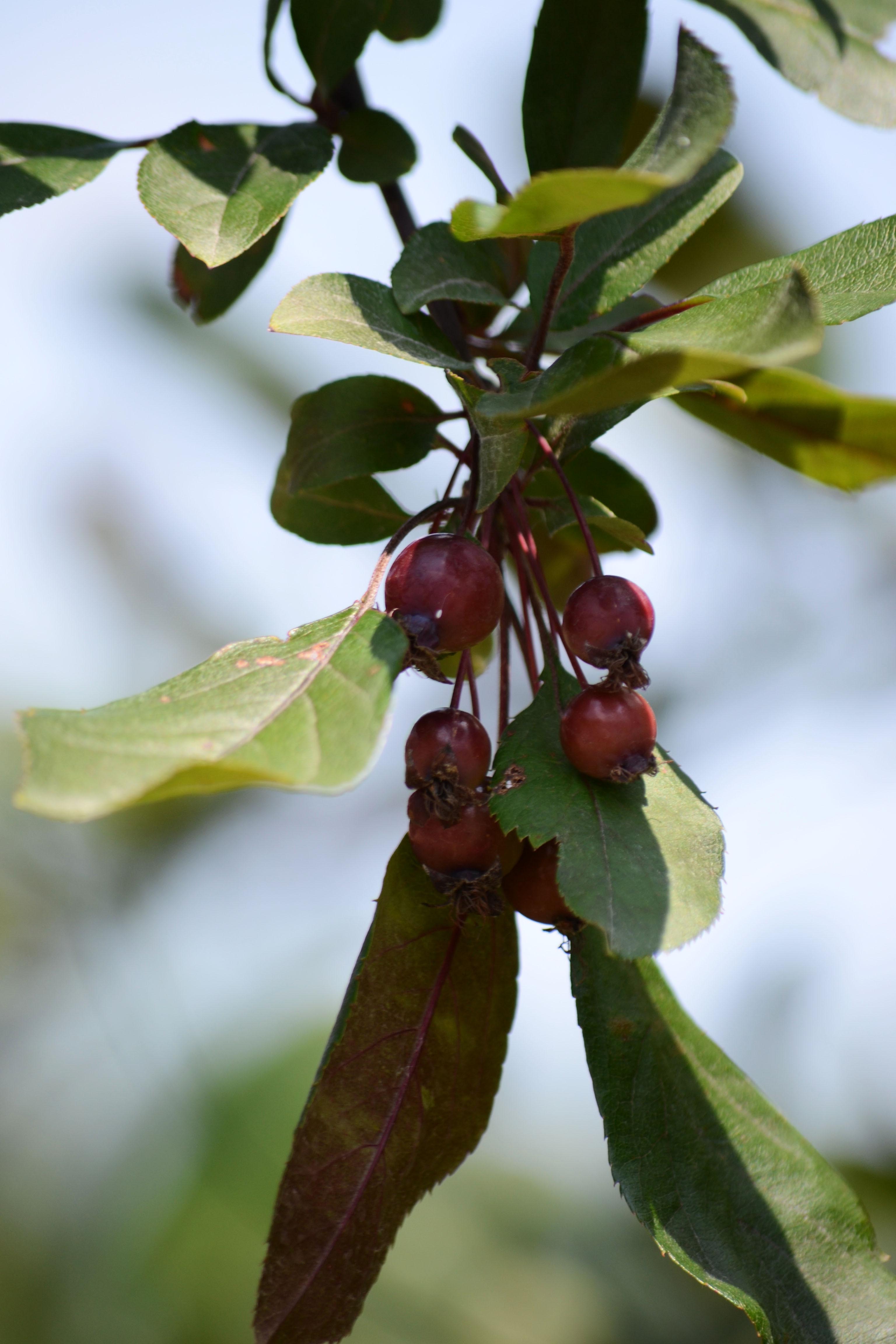 Malus sargentii ‘Candymint Sargent’ – Purdue Arboretum Explorer