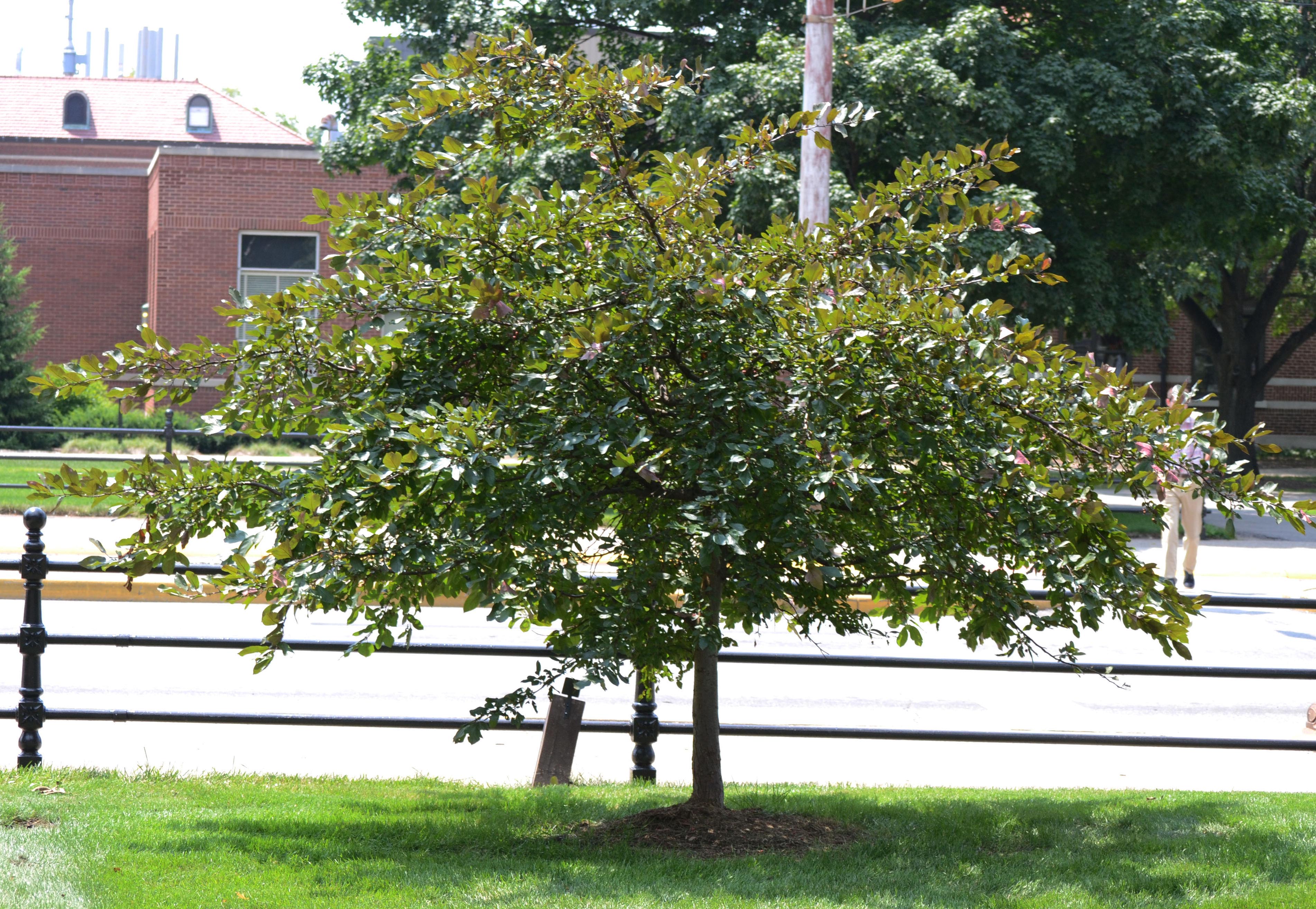 Malus sargentii ‘Candymint Sargent’ – Purdue Arboretum Explorer