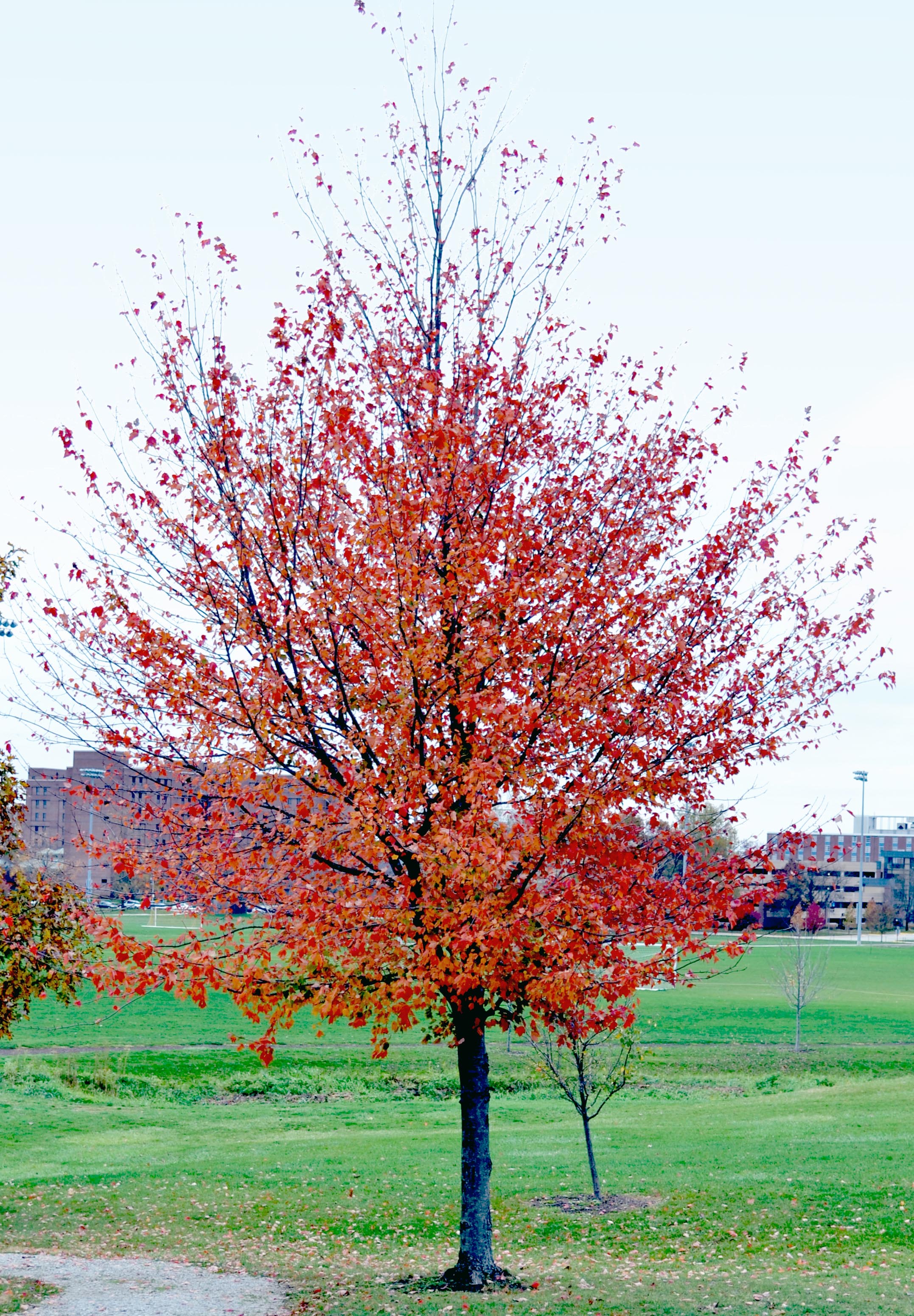 Acer × freemanii ‘Scarsen’ [sold as Scarlet Sentinel®] – Purdue ...