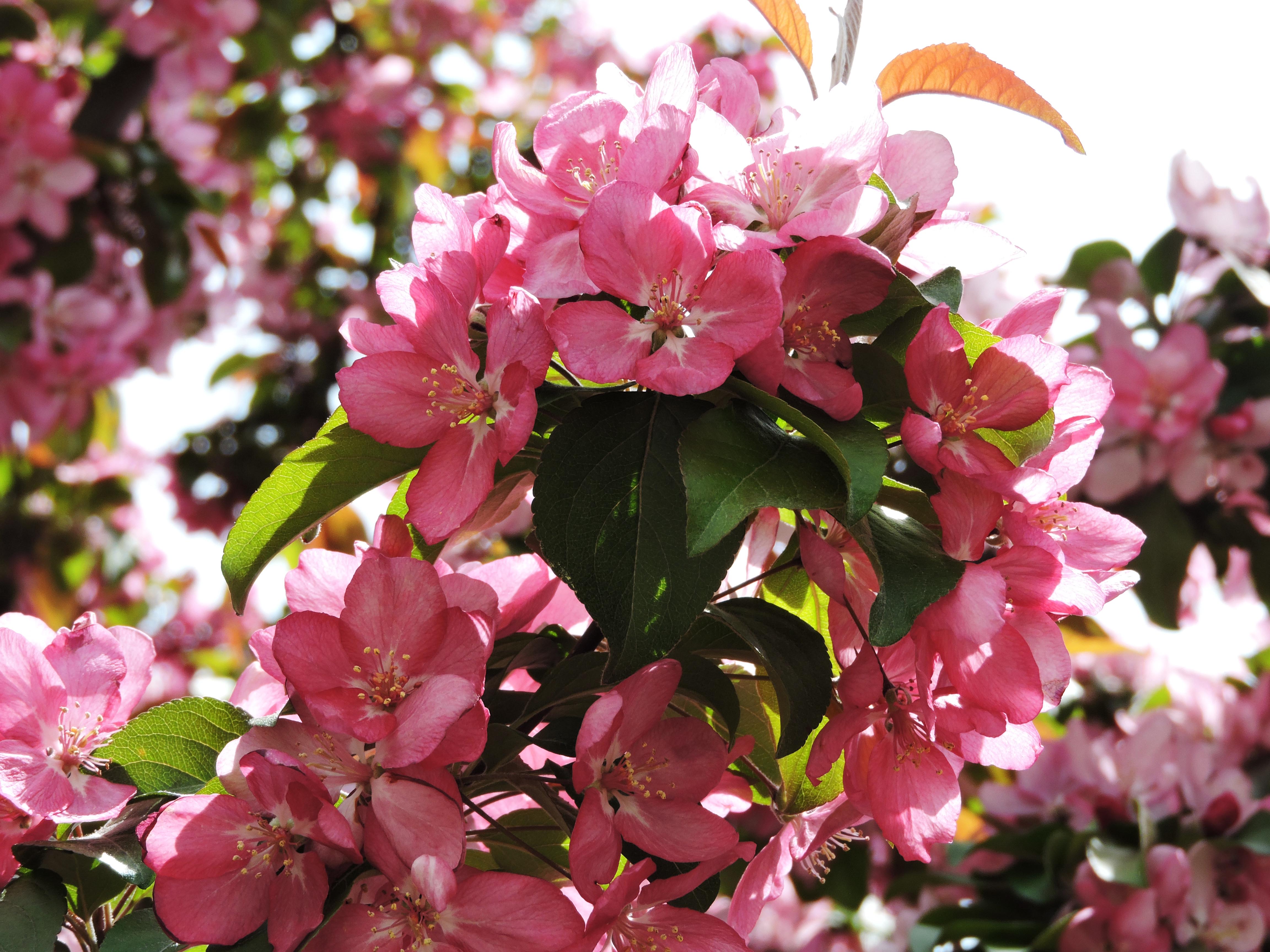 Malus × ‘Centzam’ [sold as Centurion®] – Purdue Arboretum Explorer