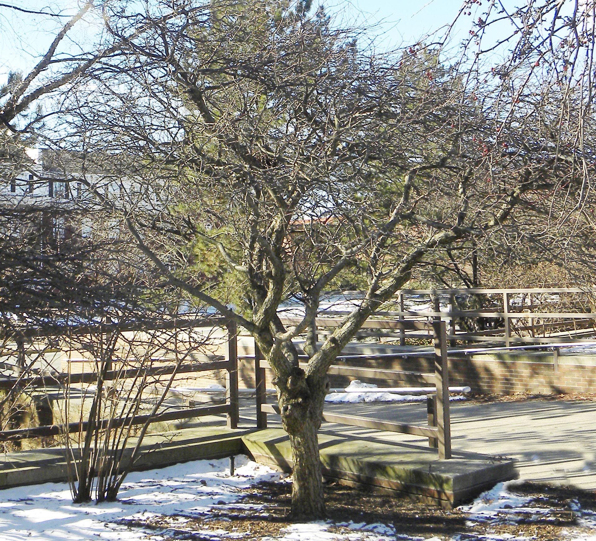 Malus × ‘Coralcole’ [sold as Coralburst™] – Purdue Arboretum Explorer