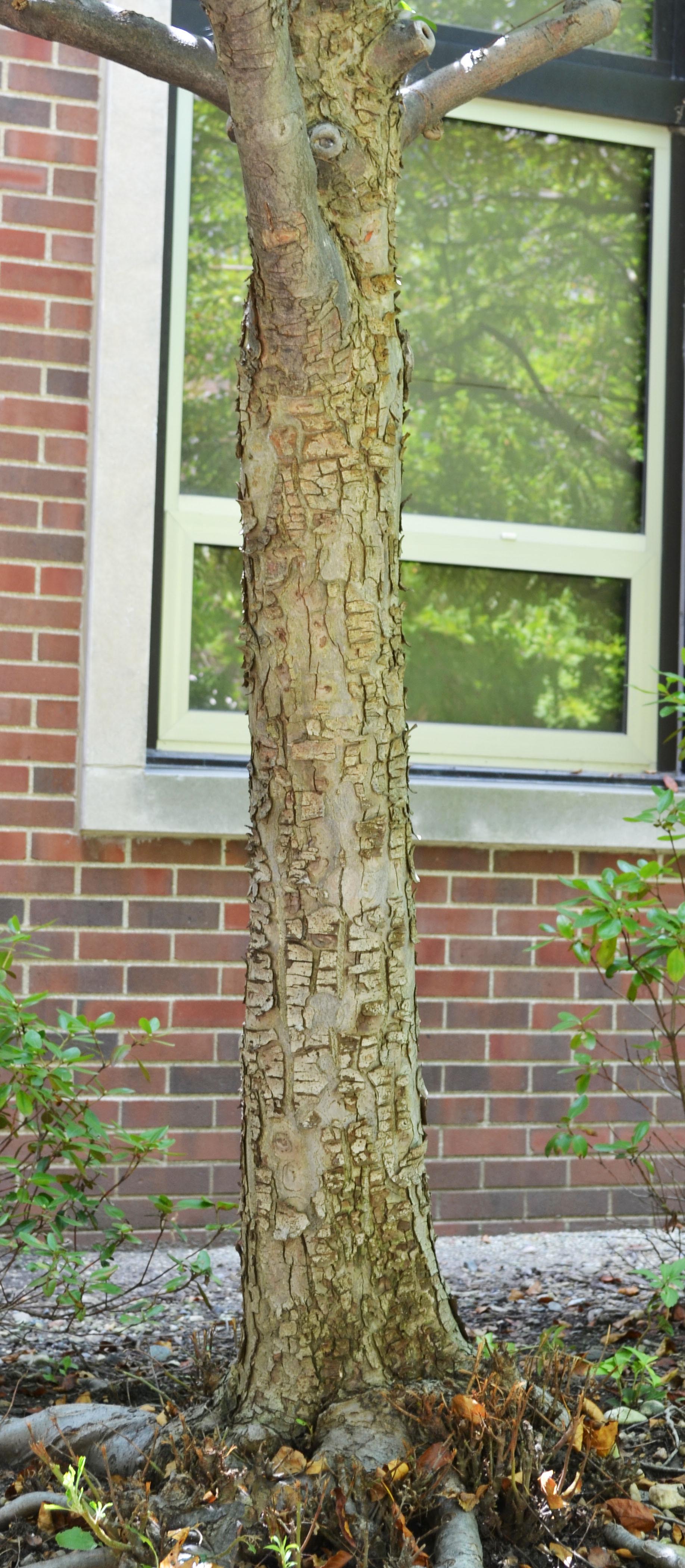 Malus × ‘David’ – Purdue Arboretum Explorer