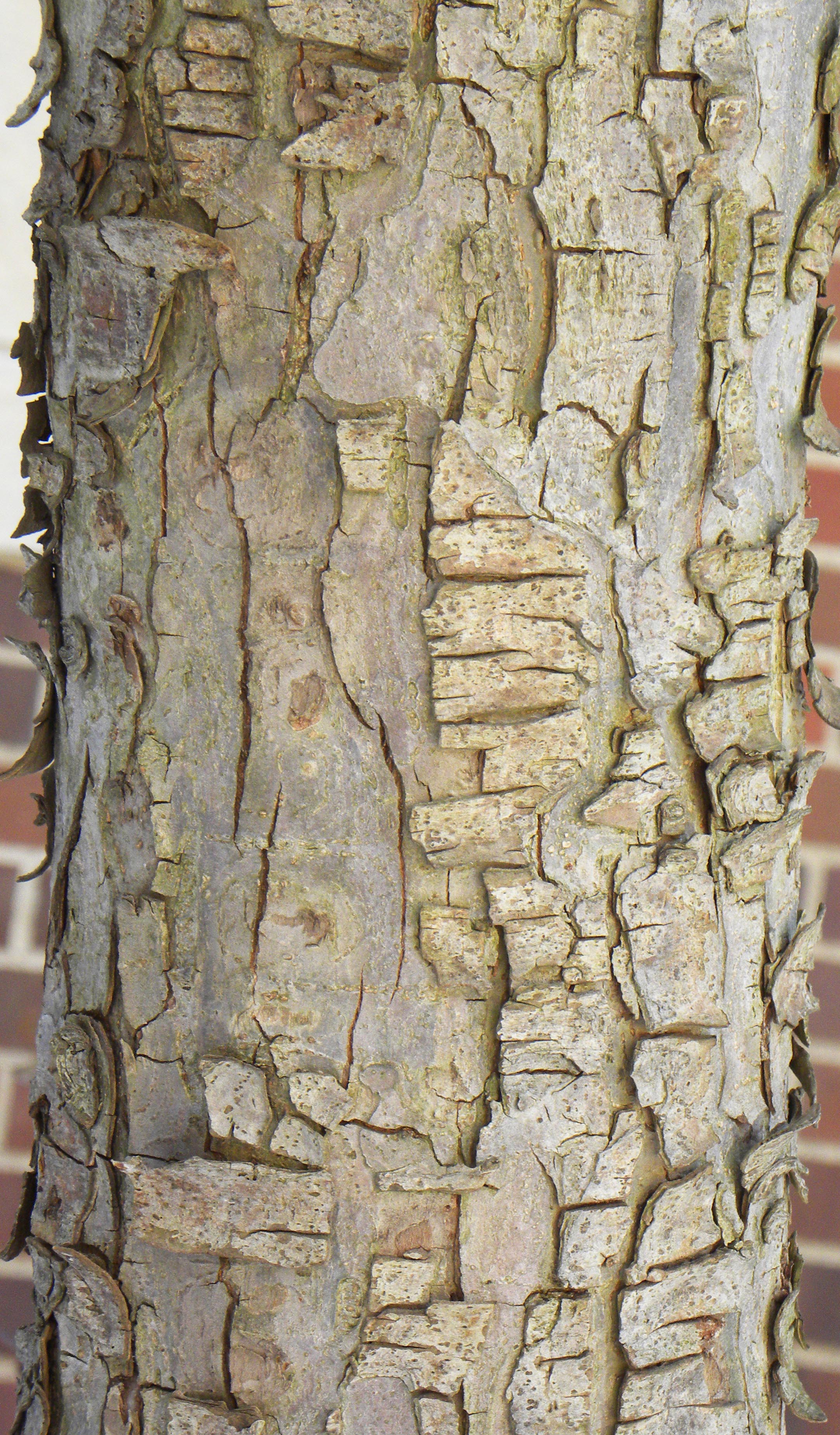 Malus × ‘David’ – Purdue Arboretum Explorer