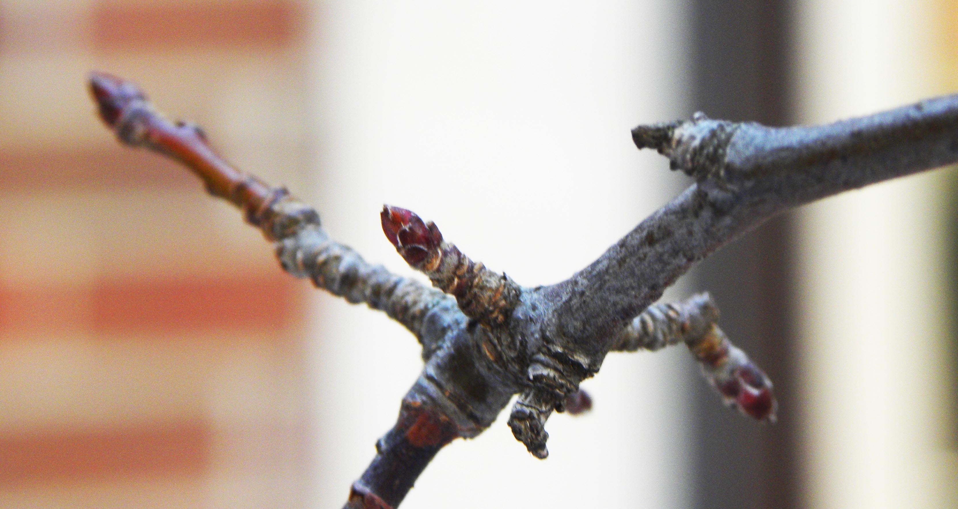 Malus × ‘David’ – Purdue Arboretum Explorer