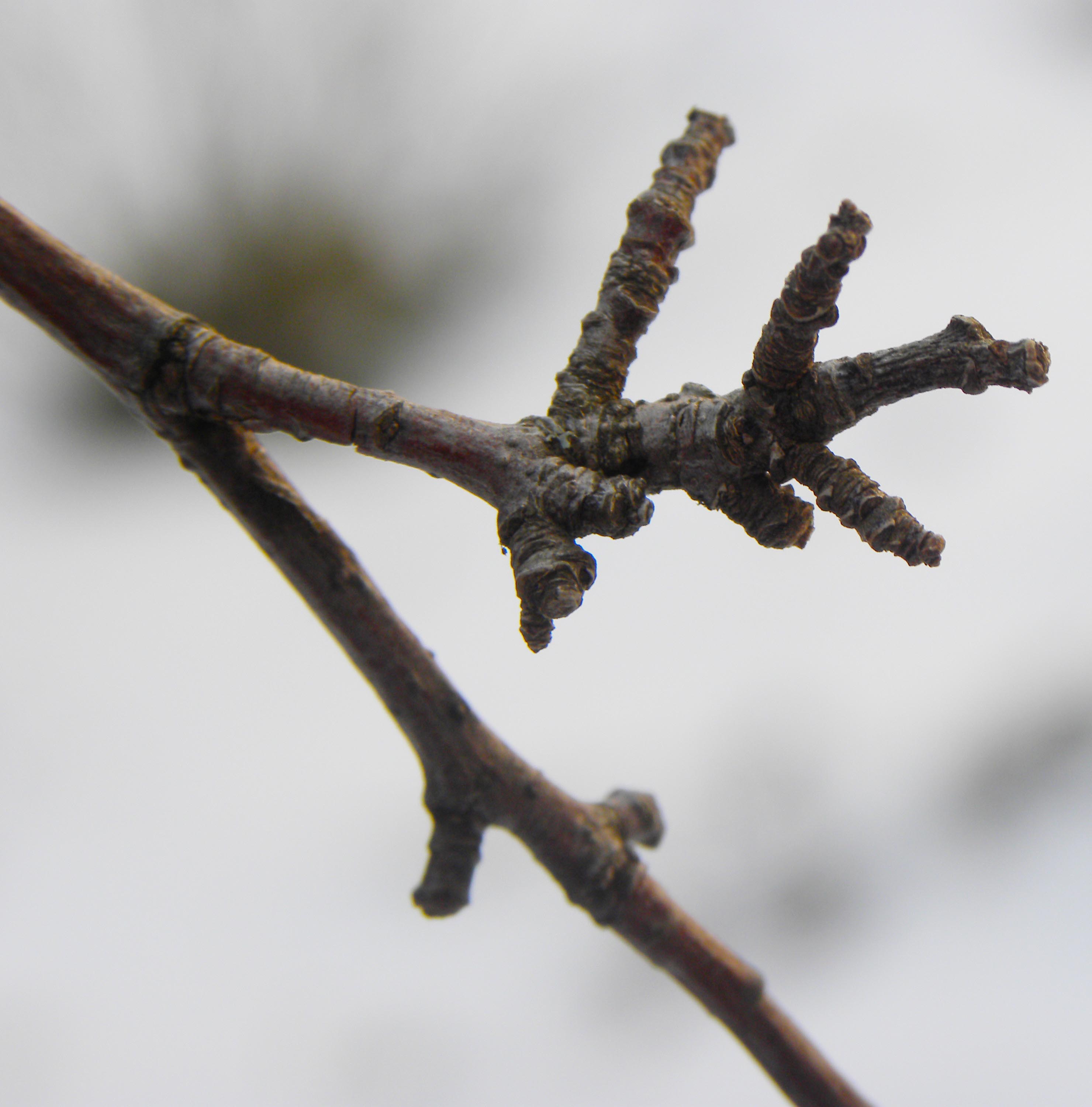 Malus × ‘David’ – Purdue Arboretum Explorer