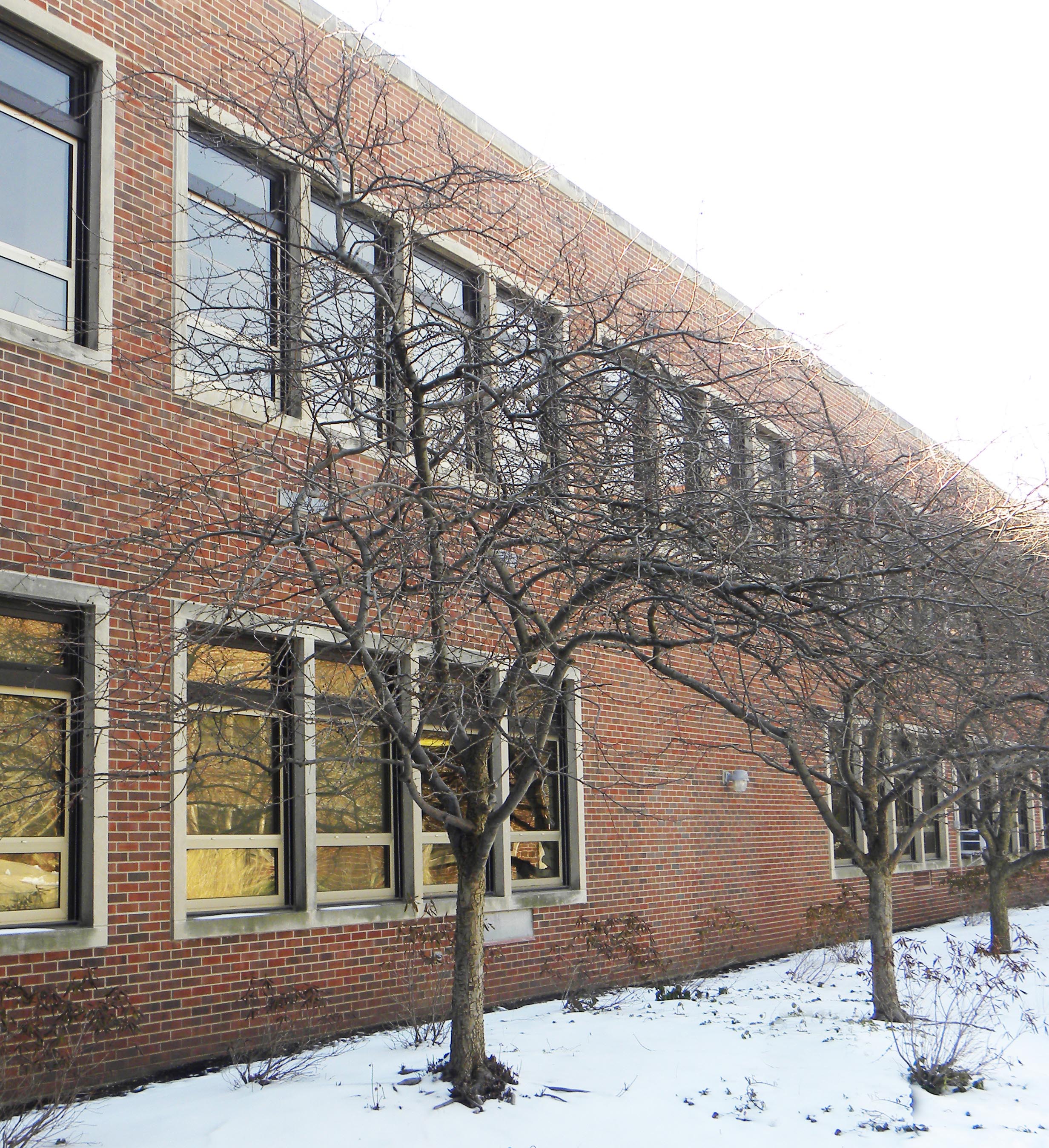Malus × ‘David’ – Purdue Arboretum Explorer