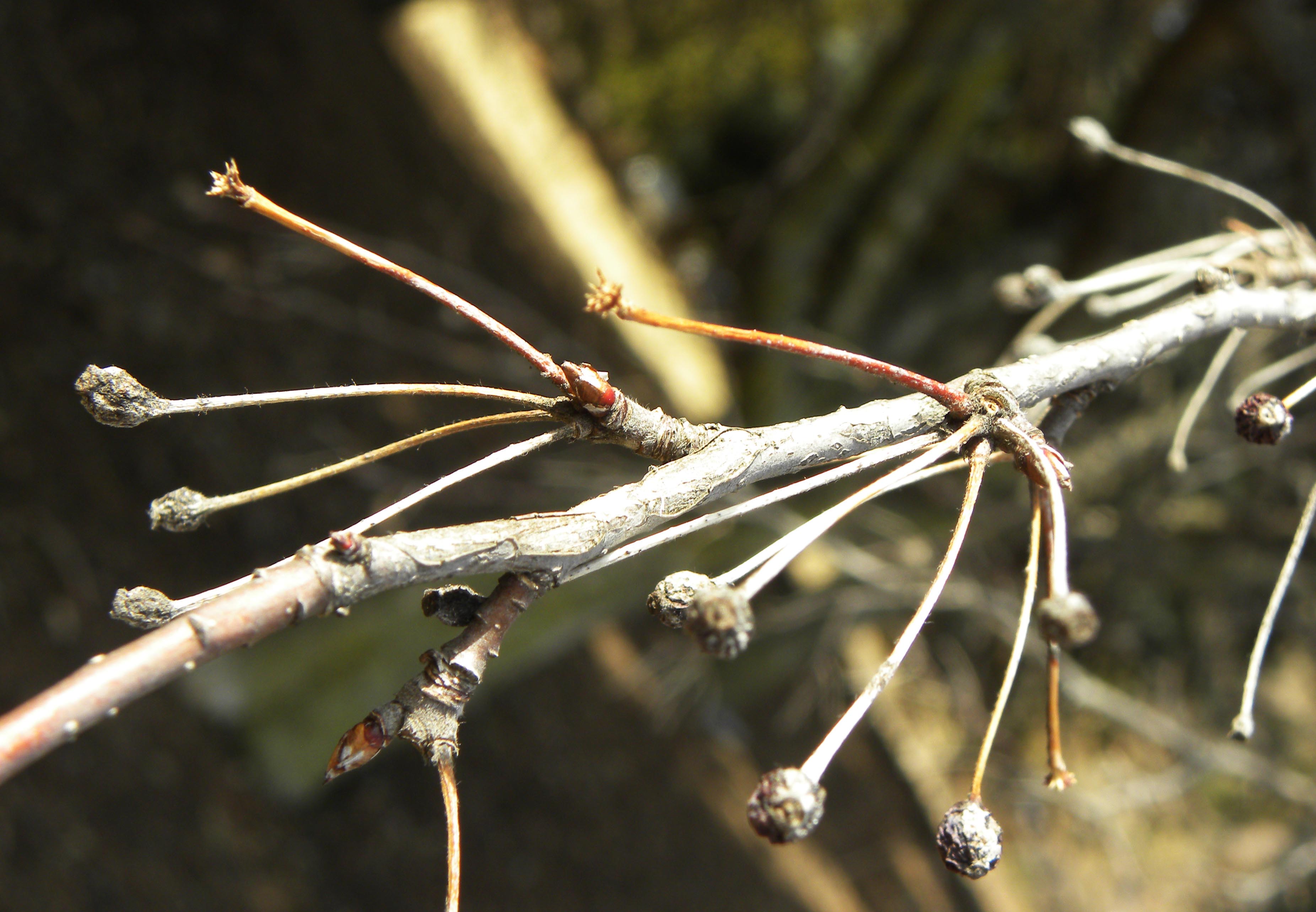 Malus × ‘Doubloons’ – Purdue Arboretum Explorer