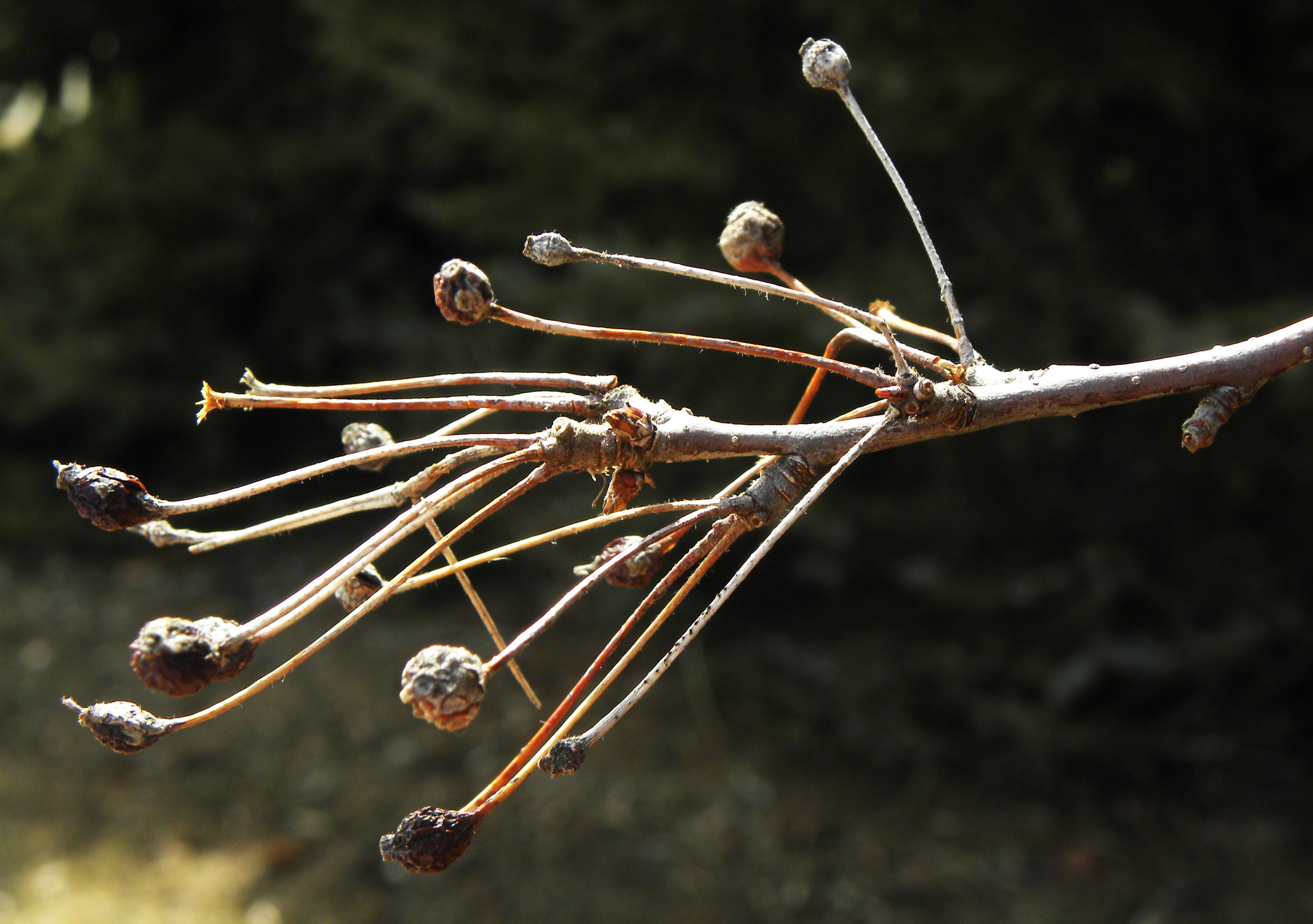 Malus × ‘Doubloons’ – Purdue Arboretum Explorer