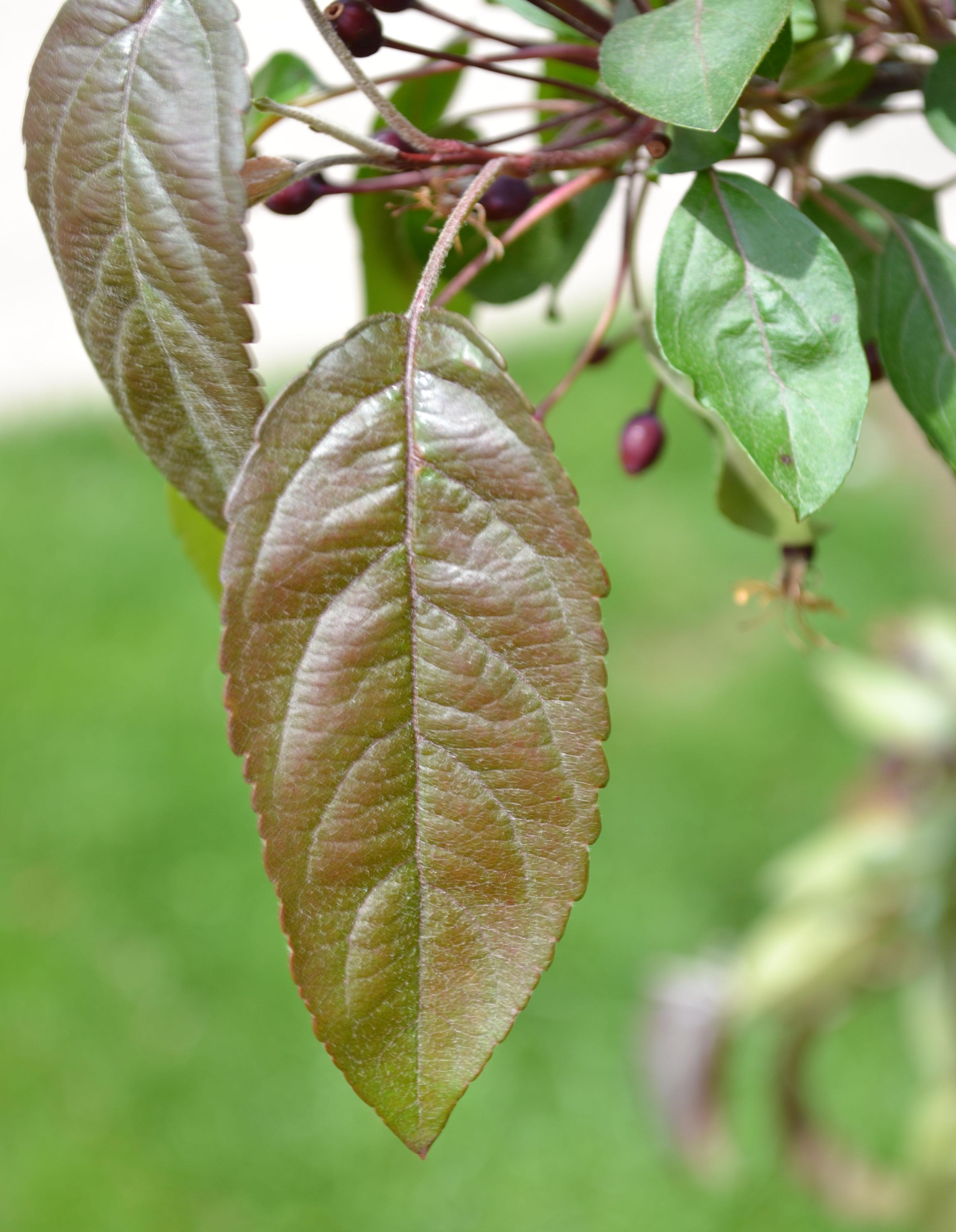 Malus × ‘Indian Magic’ – Purdue Arboretum Explorer