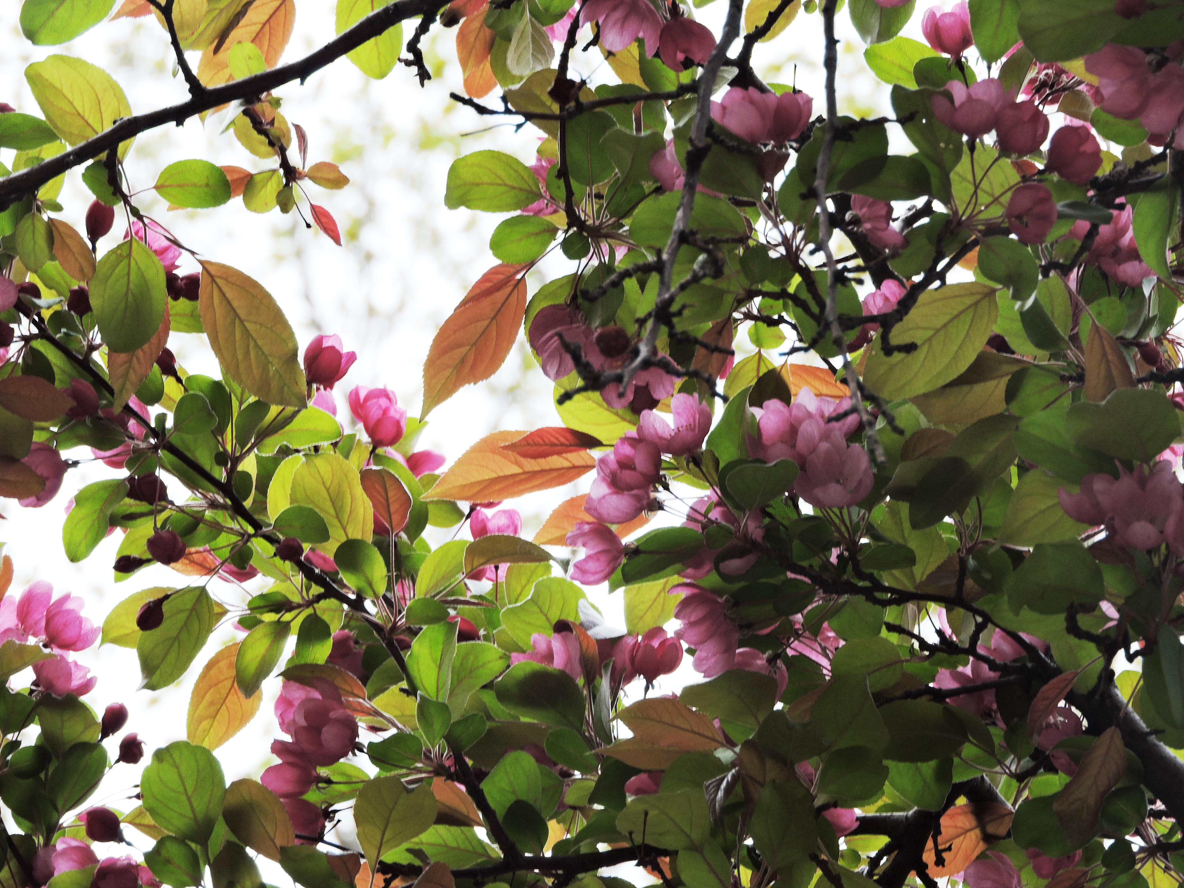 Malus × ‘Indian Magic’ – Purdue Arboretum Explorer