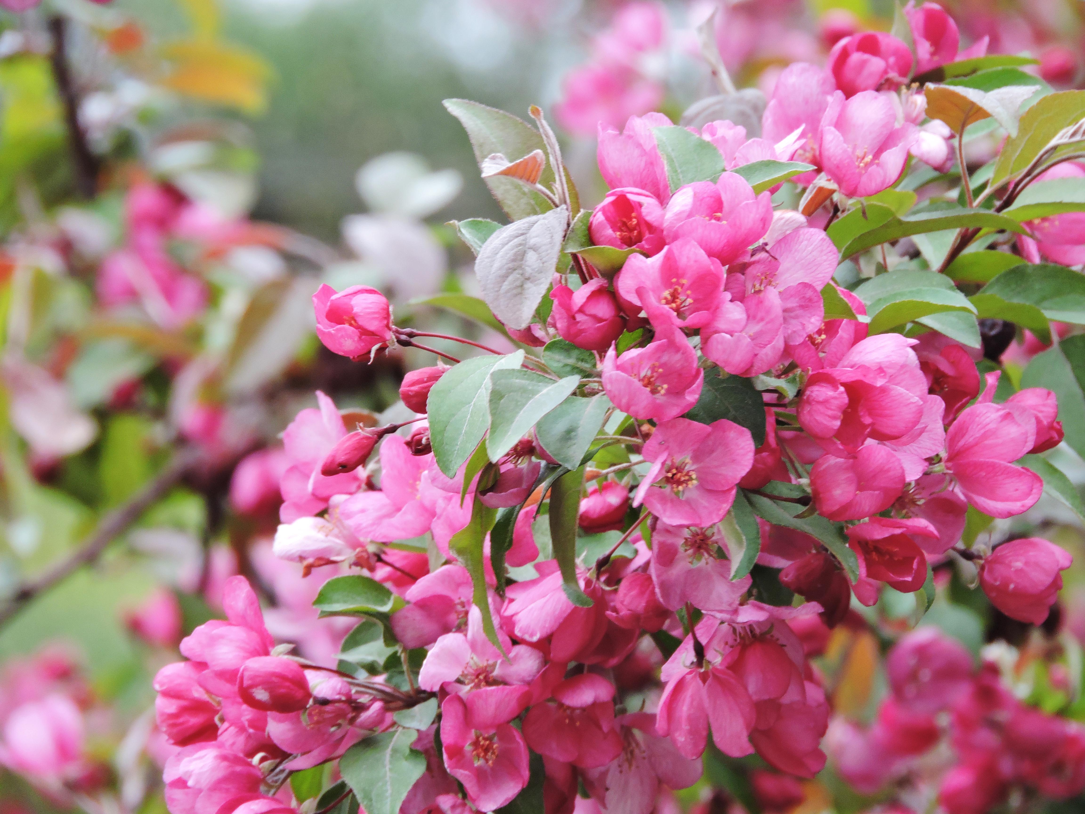 Malus × ‘Indian Magic’ – Purdue Arboretum Explorer