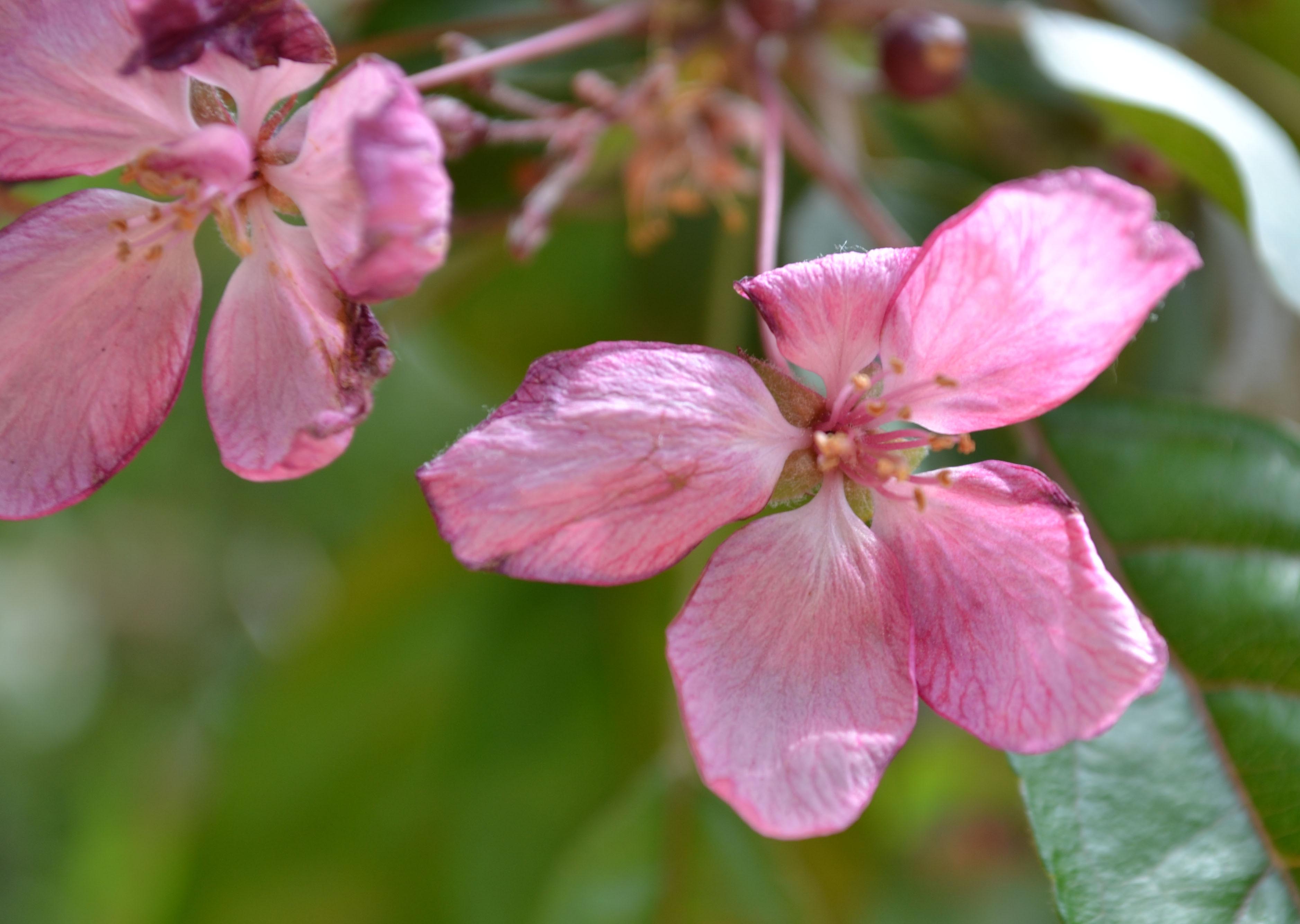 Malus × ‘Indian Magic’ – Purdue Arboretum Explorer