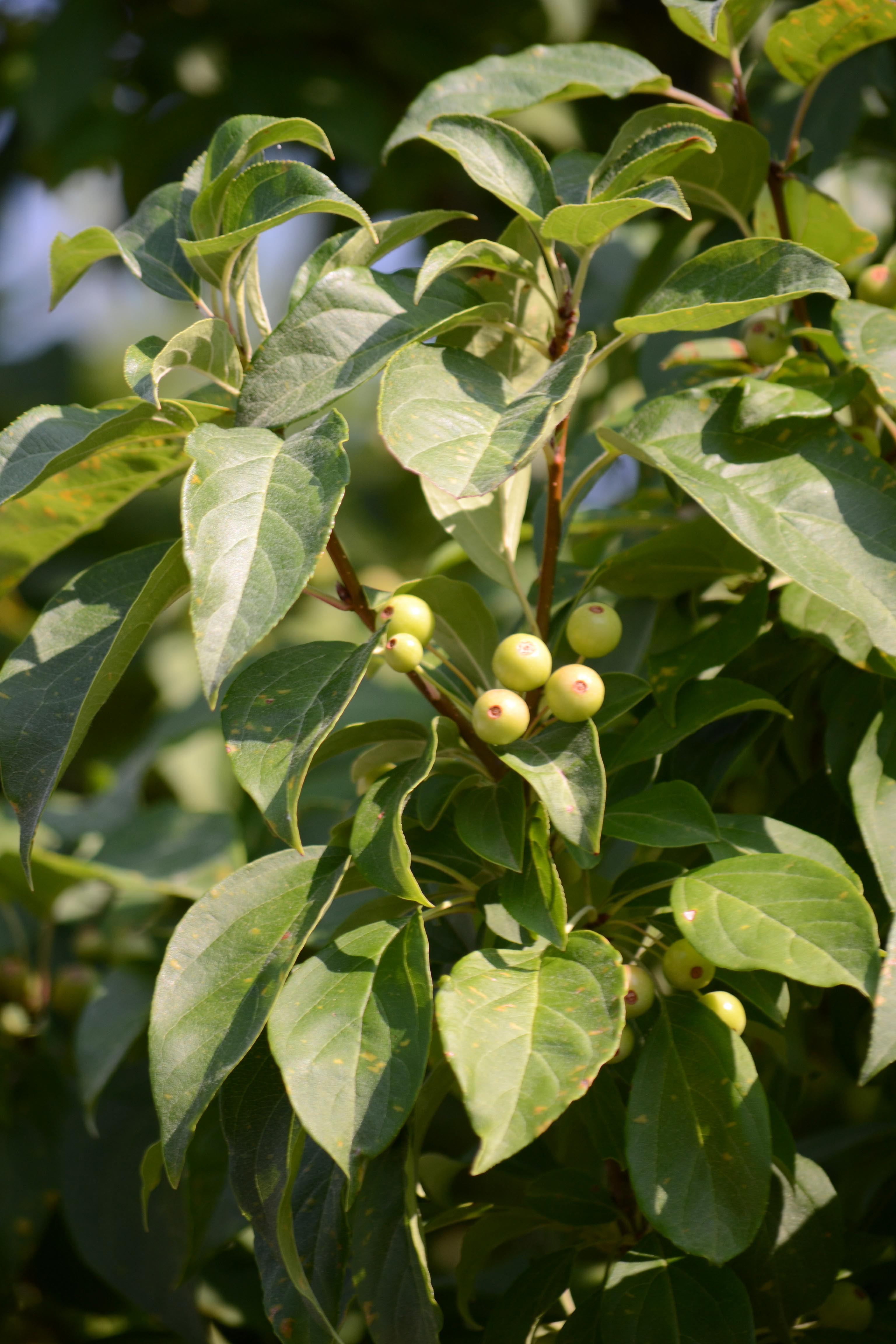 Malus × ‘Lanzam’ [sold as Lancelot™] – Purdue Arboretum Explorer