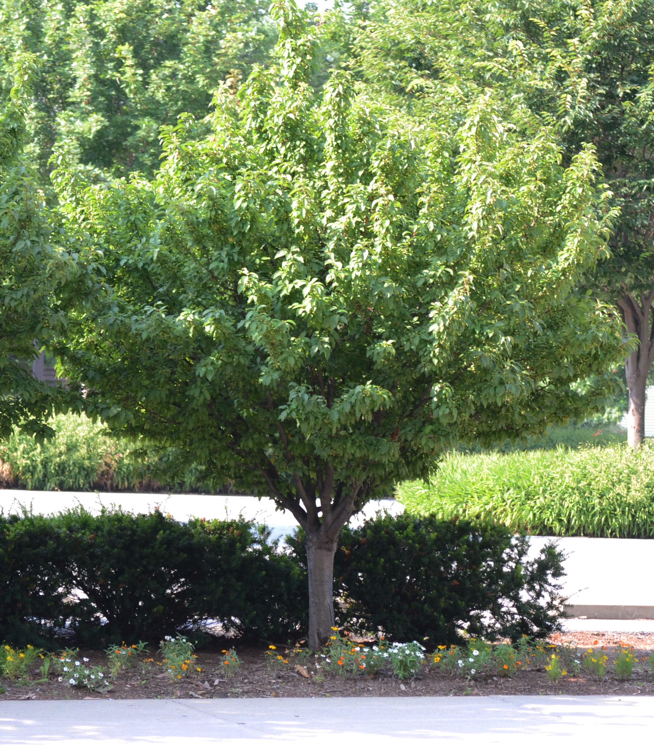 Malus × ‘Lanzam’ [sold as Lancelot™] – Purdue Arboretum Explorer