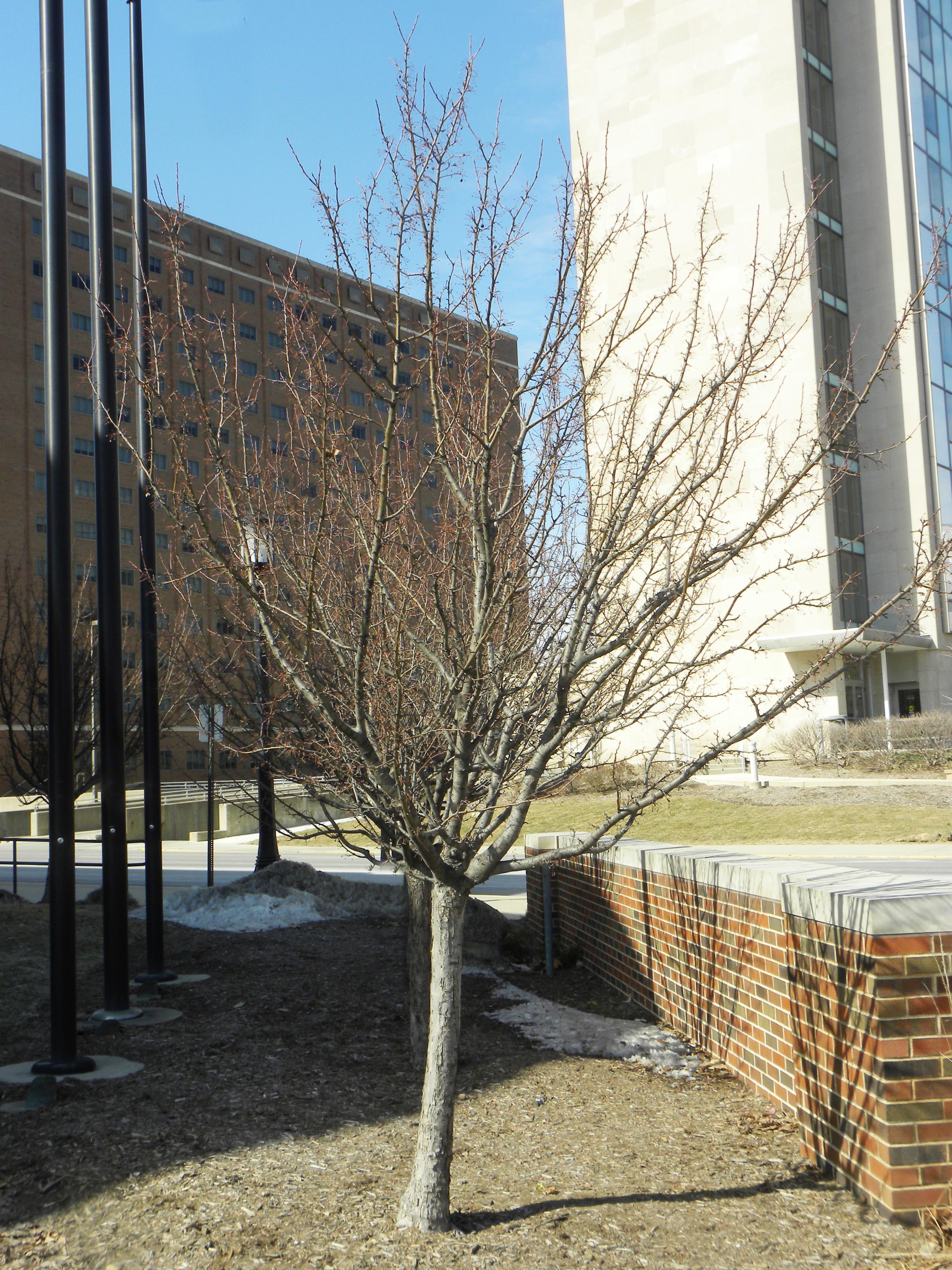 Malus × ‘Lanzam’ [sold as Lancelot™] – Purdue Arboretum Explorer
