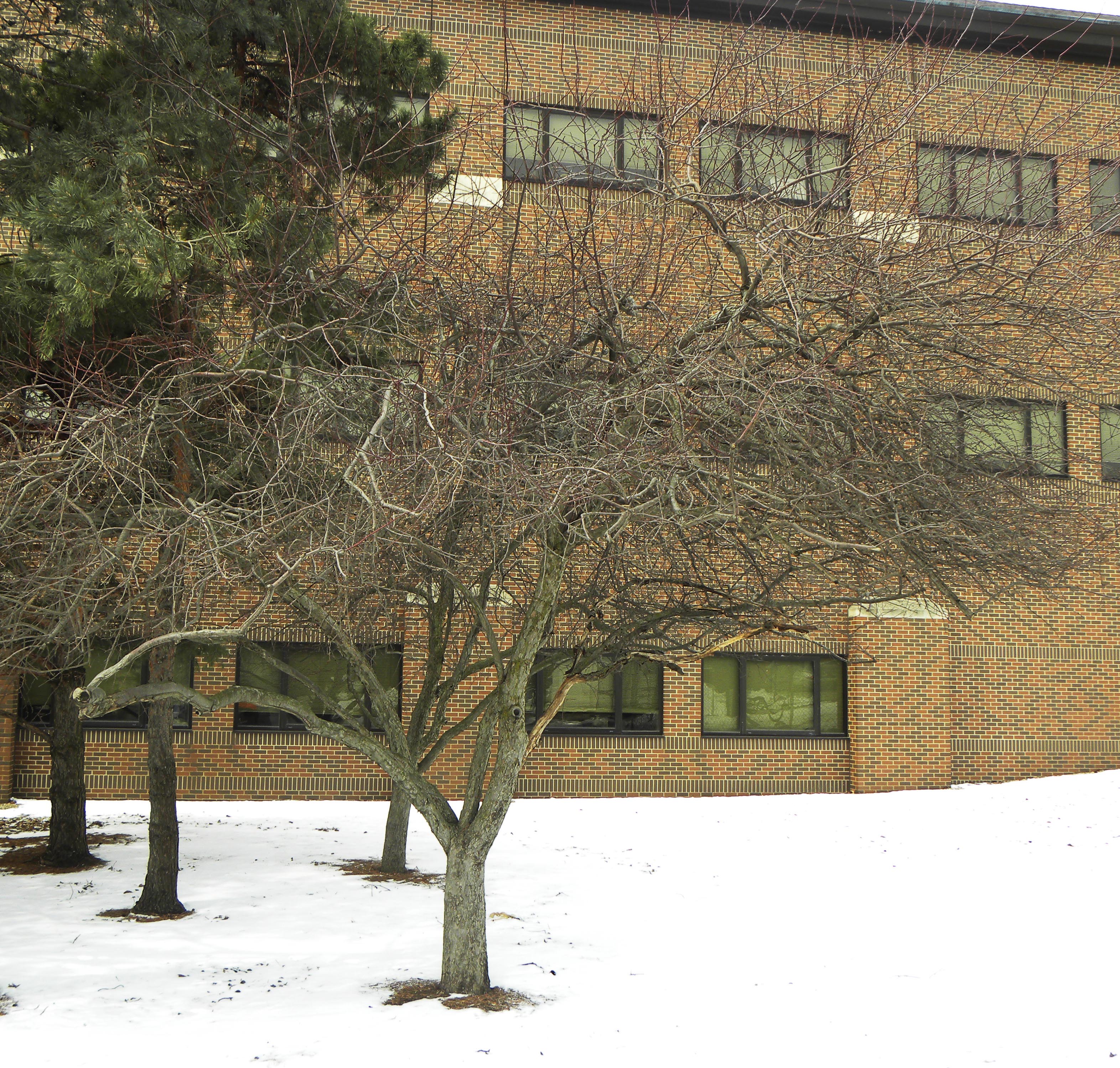Malus × ‘Liset’ – Purdue Arboretum Explorer