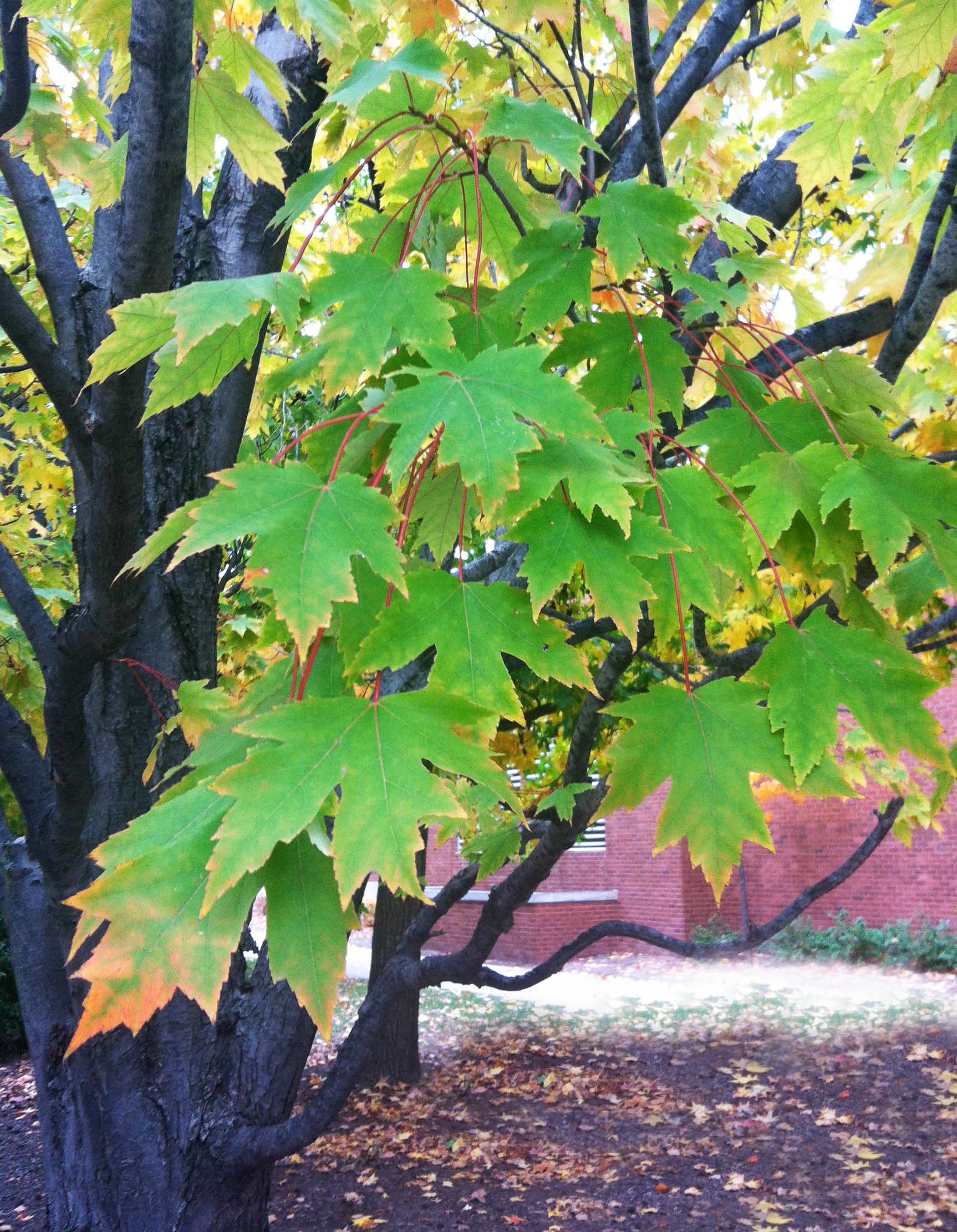 Acer saccharinum – Purdue Arboretum Explorer