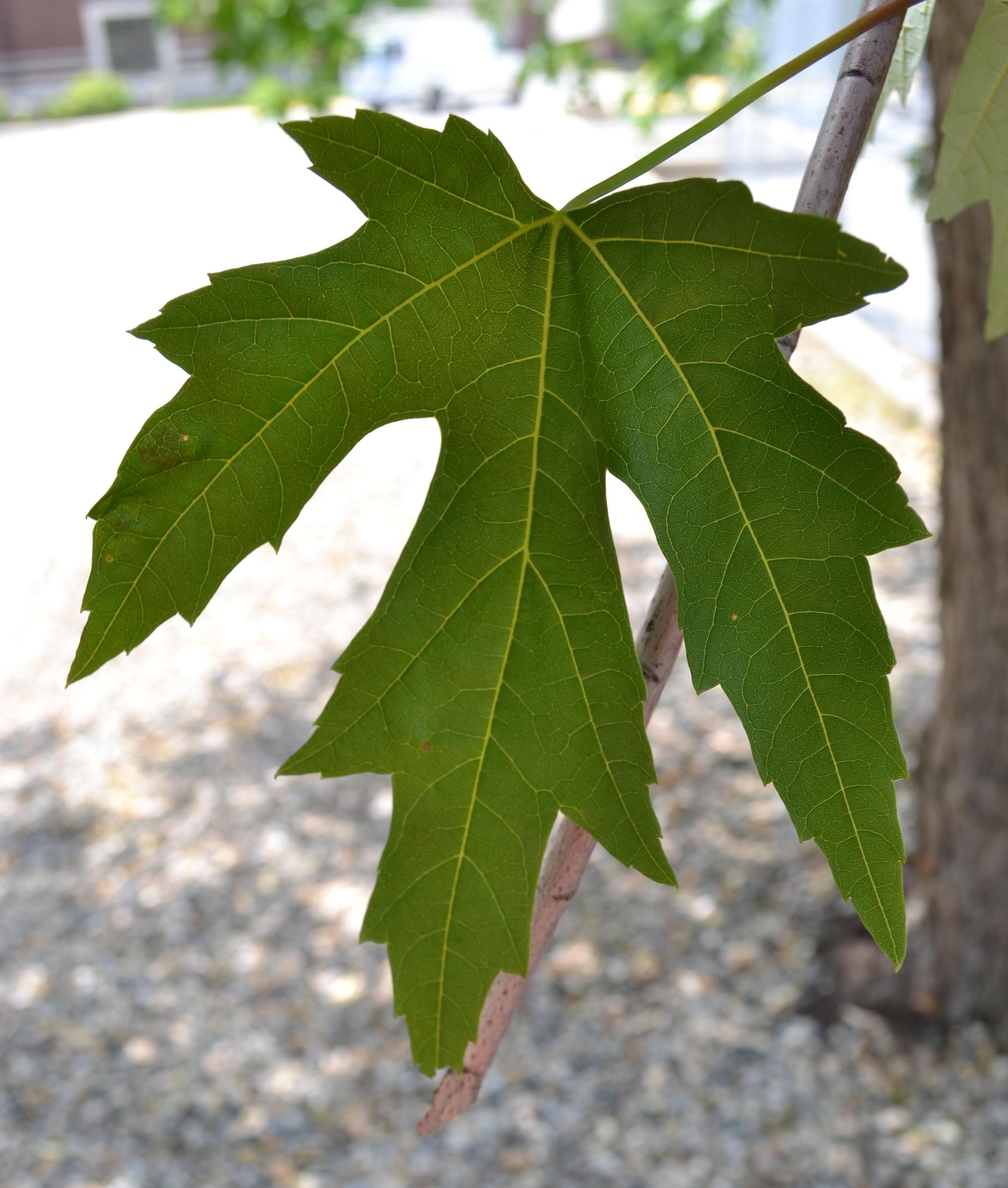 Acer saccharinum – Purdue Arboretum Explorer