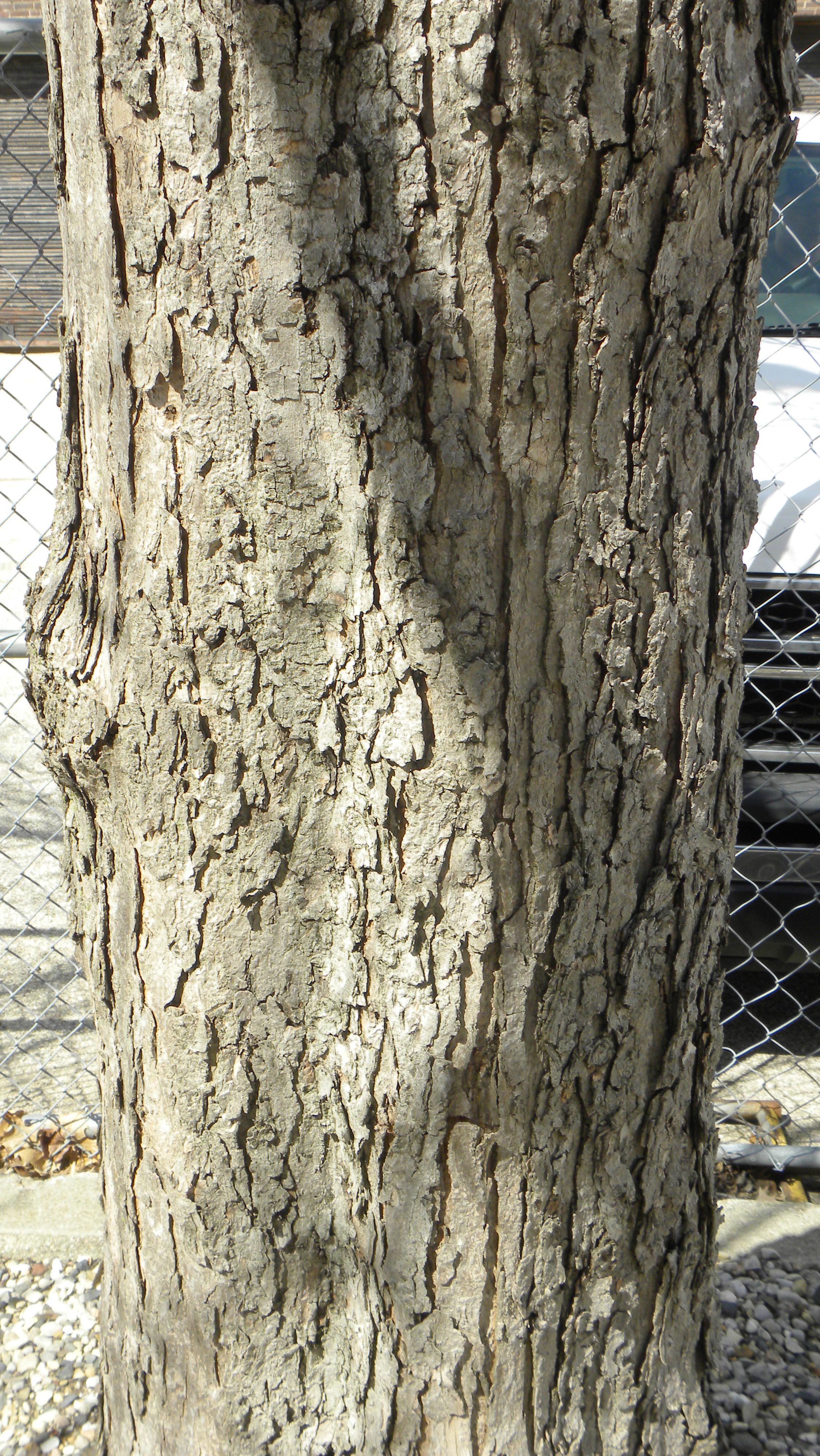 Acer saccharinum – Purdue Arboretum Explorer