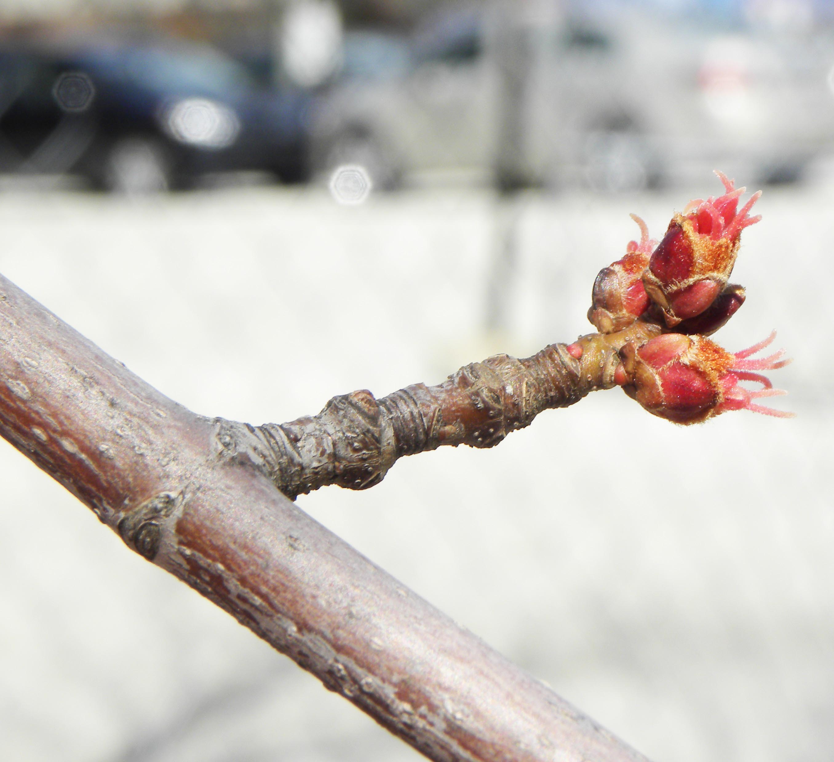 Acer saccharinum – Purdue Arboretum Explorer