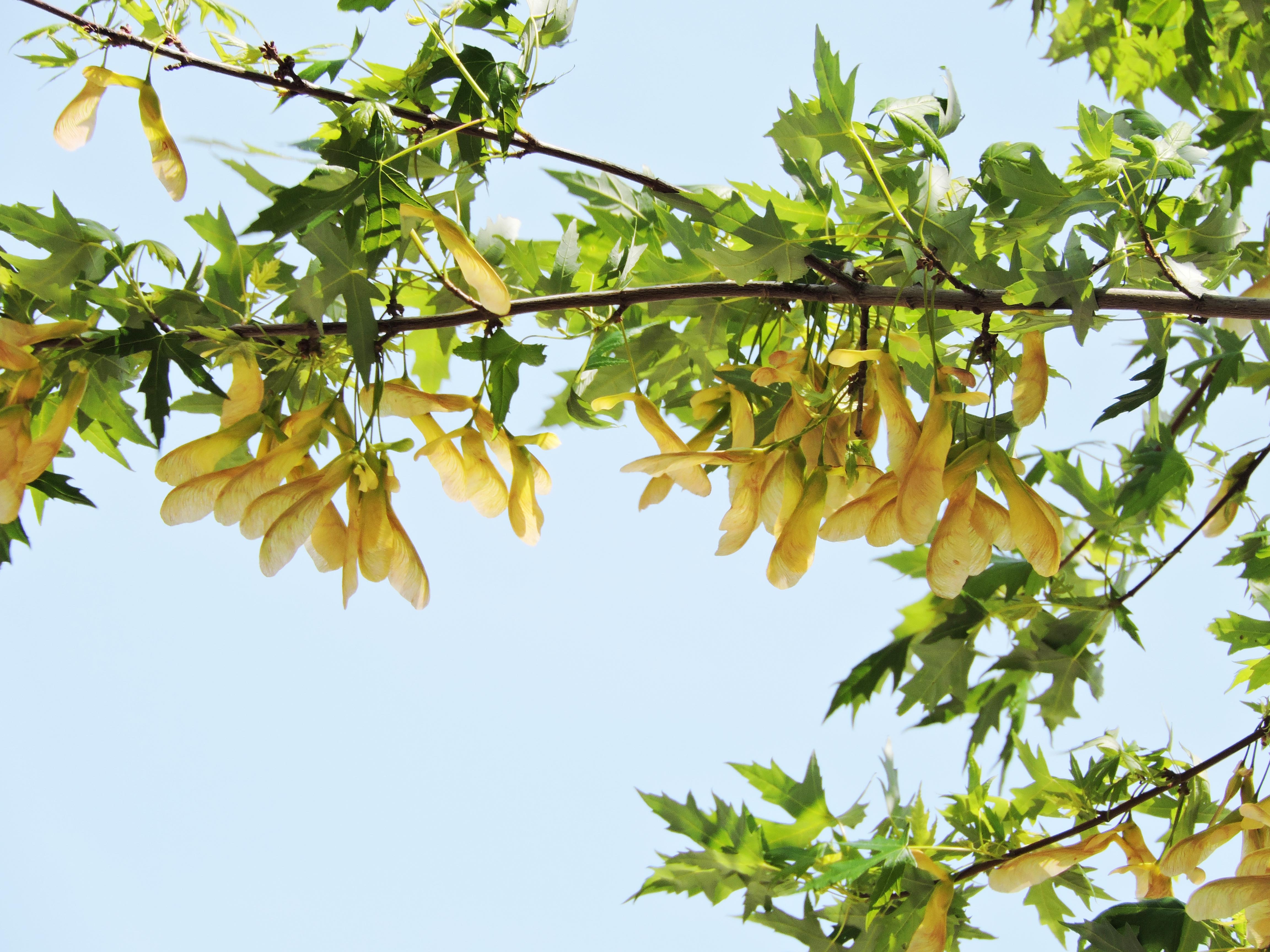 Acer saccharinum – Purdue Arboretum Explorer