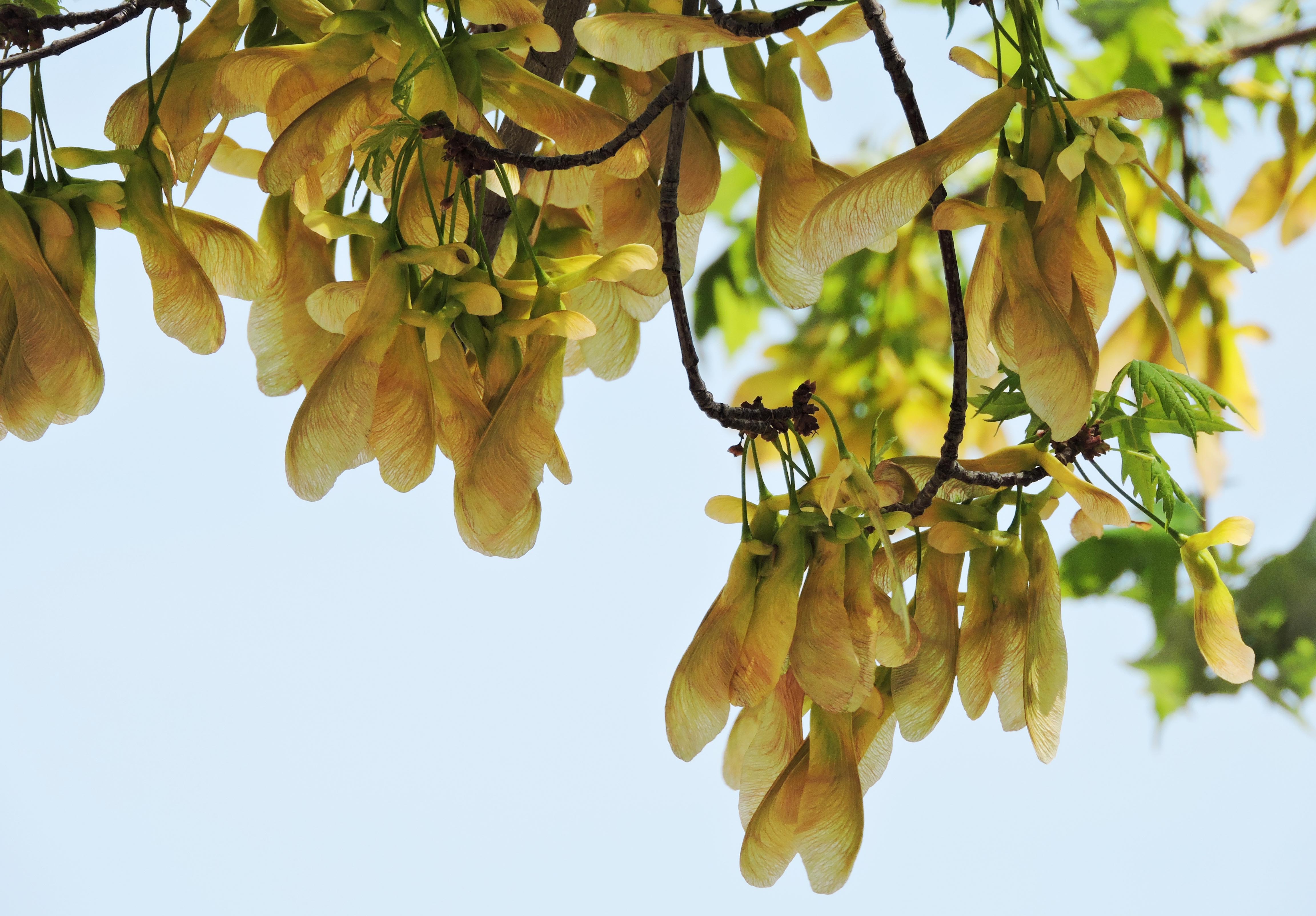 Acer saccharinum – Purdue Arboretum Explorer