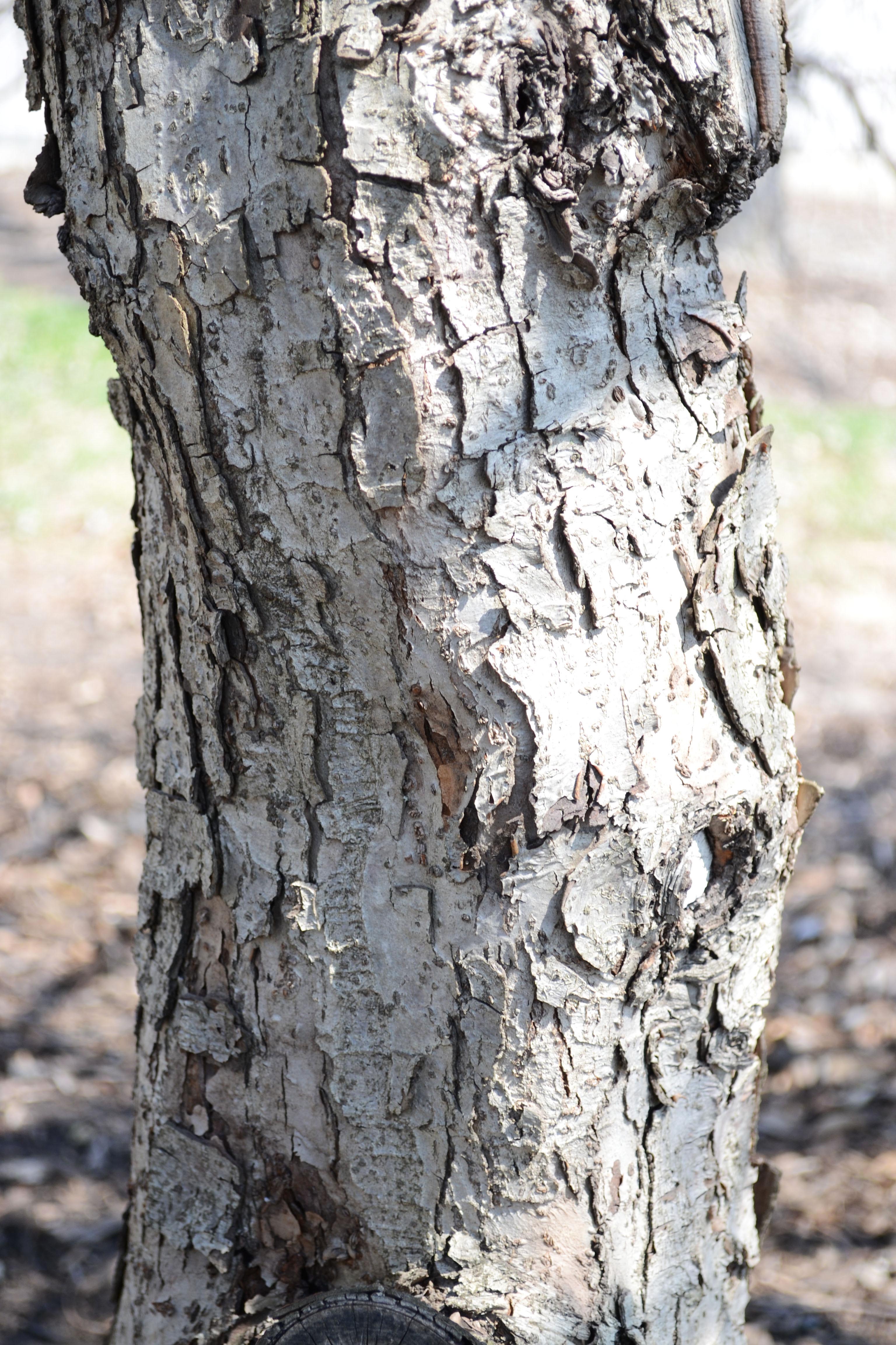 Malus × ‘Louisa’ – Purdue Arboretum Explorer