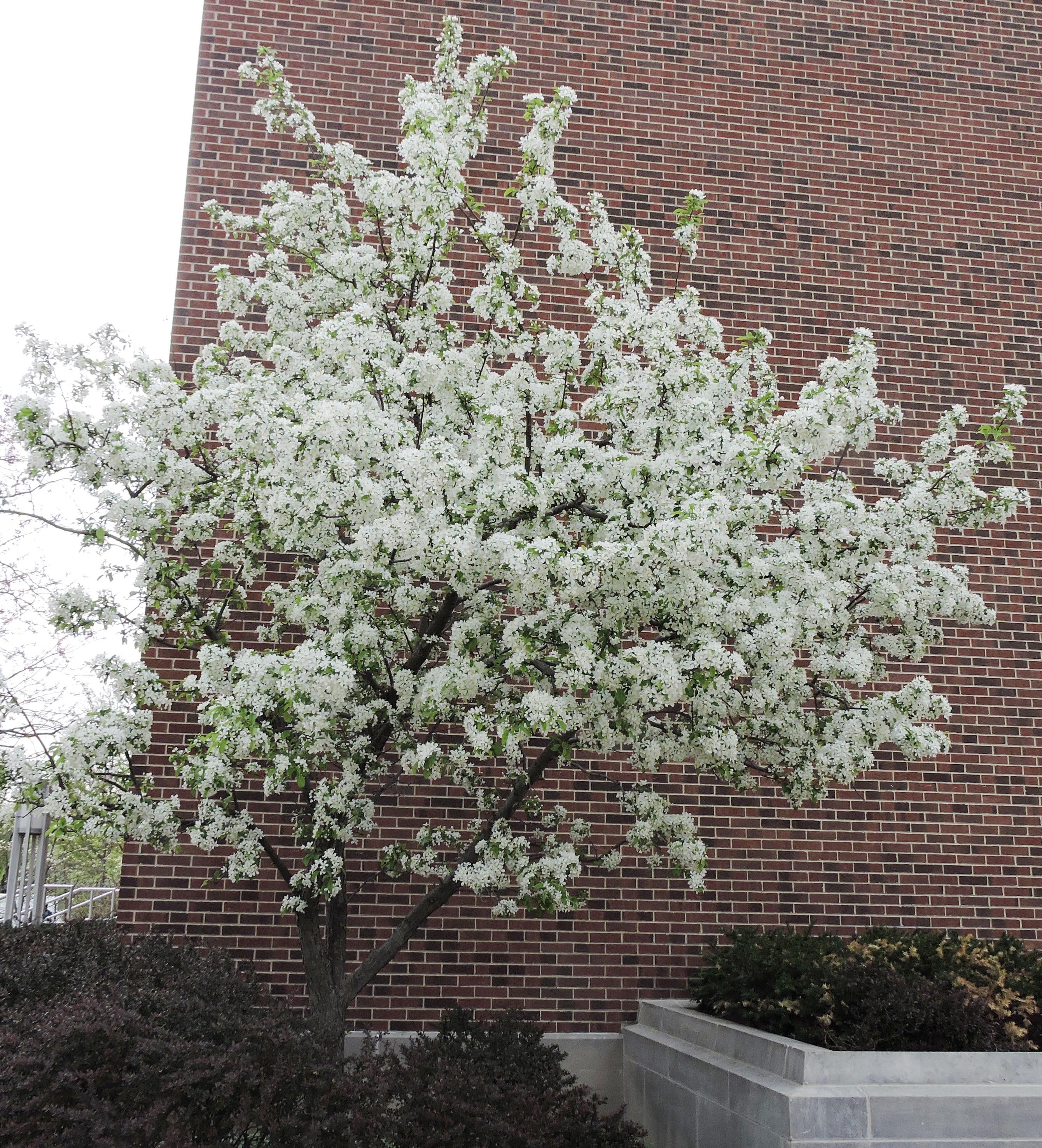Malus × ‘Mary Potter’ – Purdue Arboretum Explorer