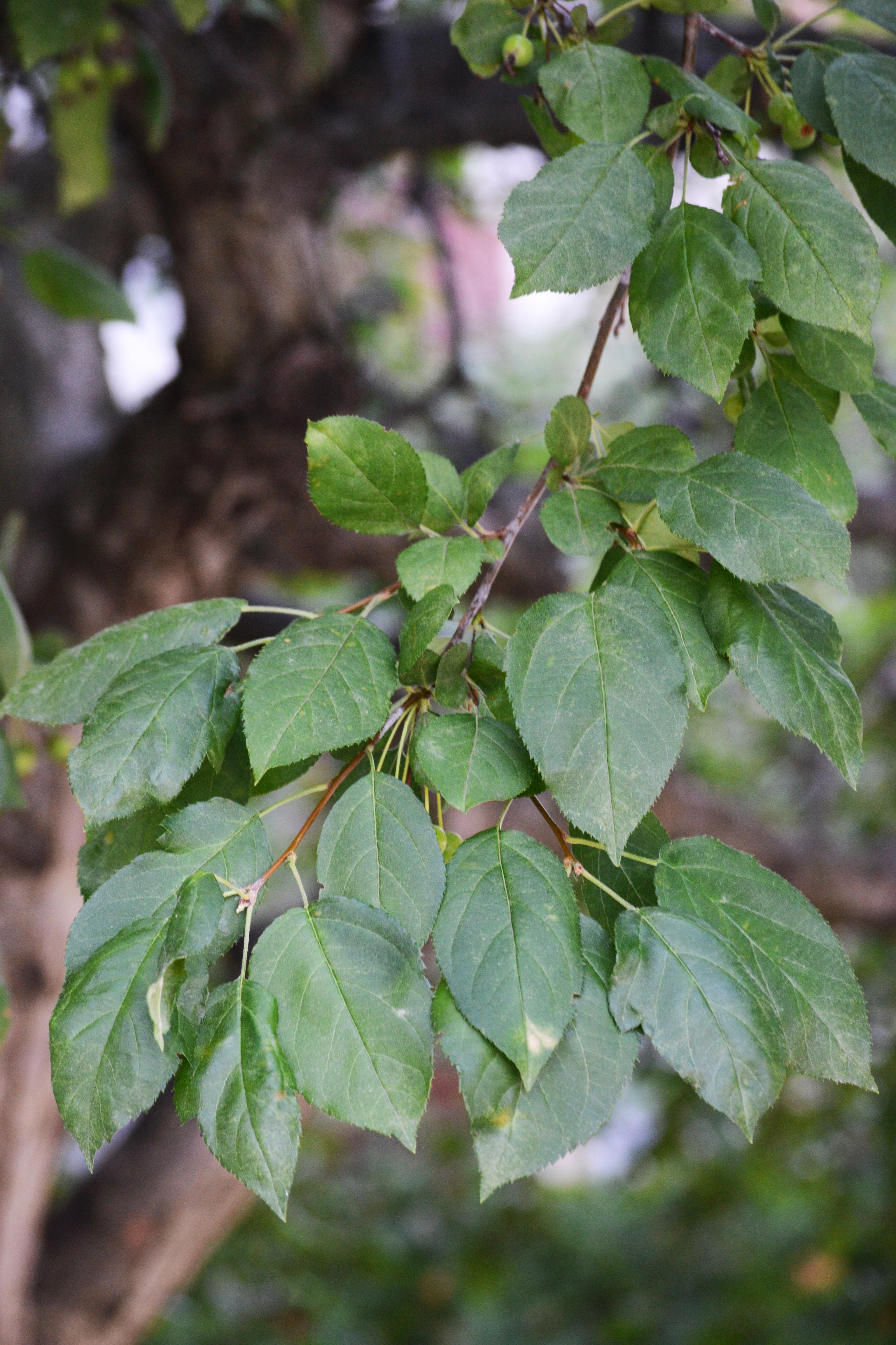 Malus × ‘Mary Potter’ – Purdue Arboretum Explorer