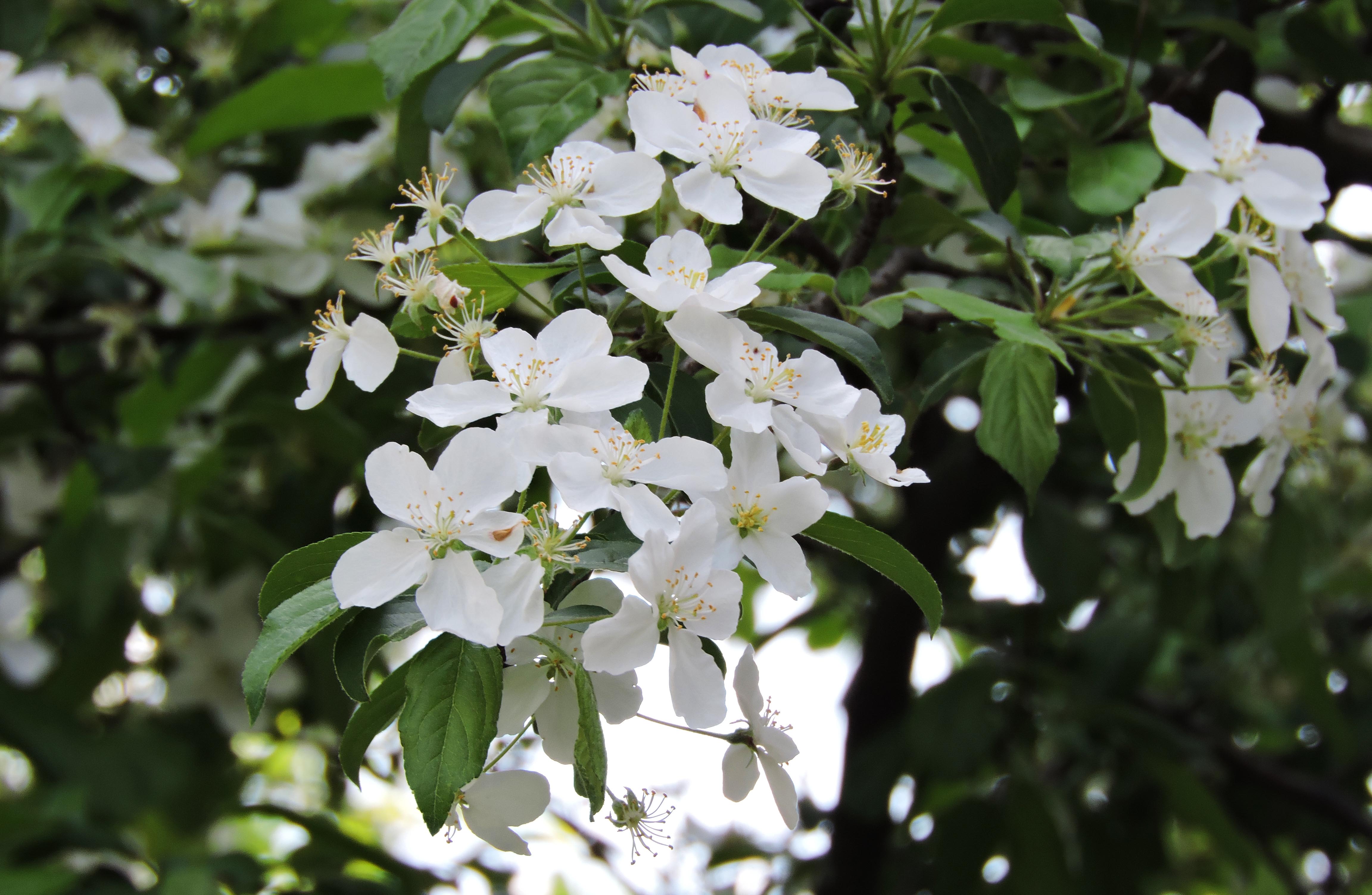 Malus × ‘Professor Sprenger’ – Purdue Arboretum Explorer