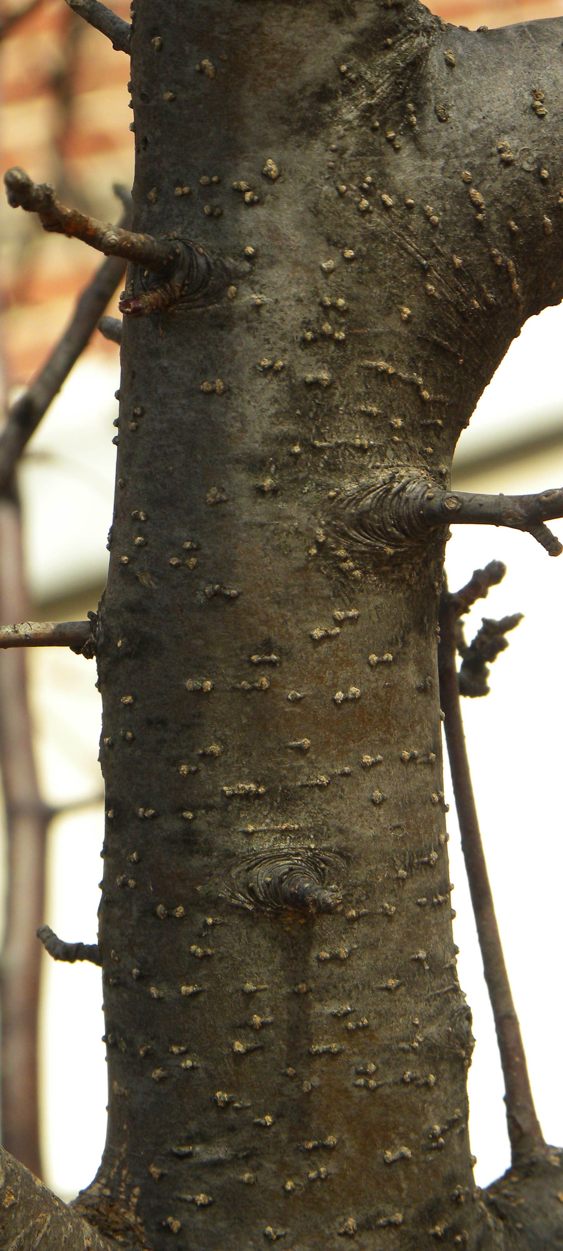 Malus × ‘Purple Prince’ – Purdue Arboretum Explorer